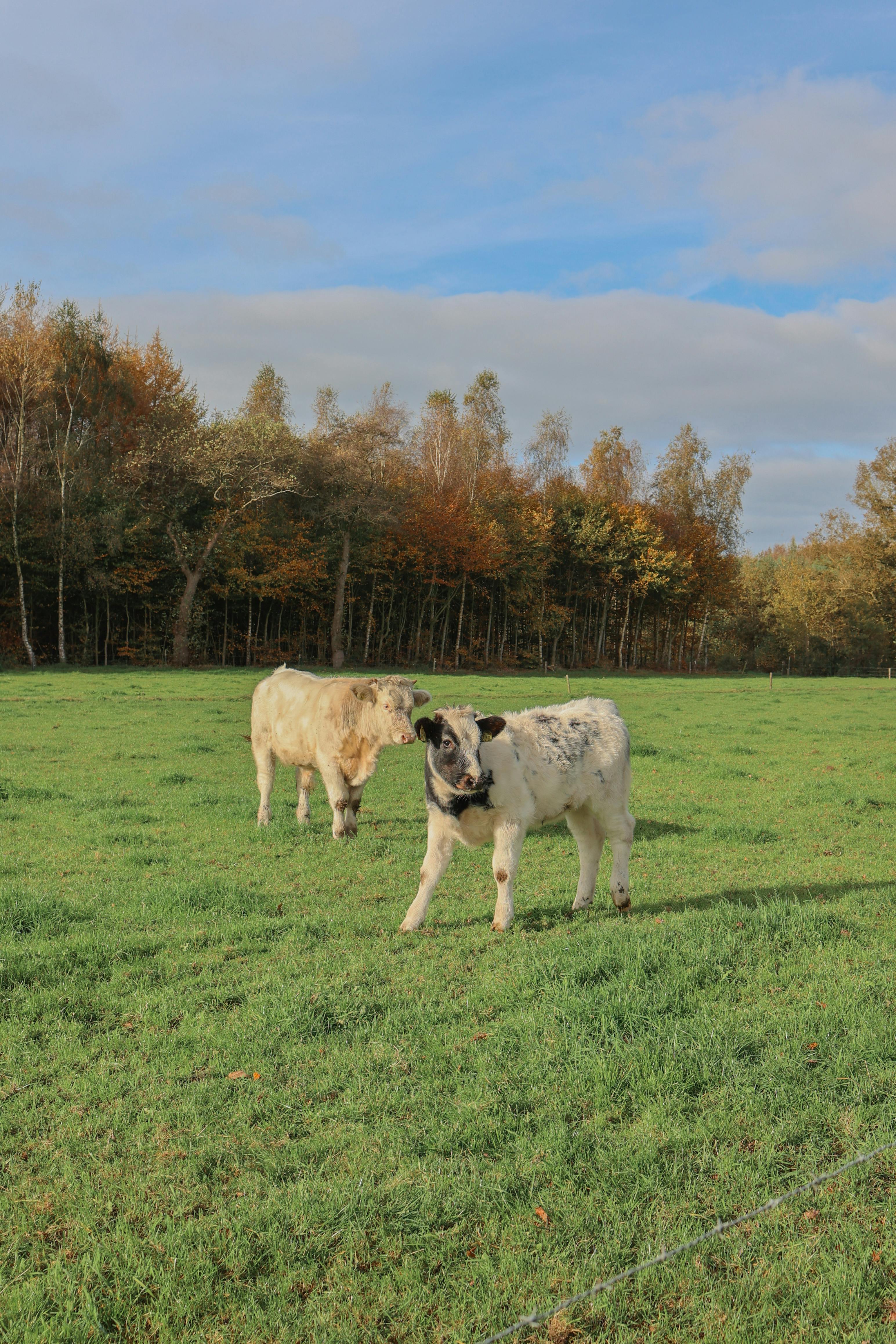 Two Cows Grazing in Autumn Field with Trees · Free Stock Photo
