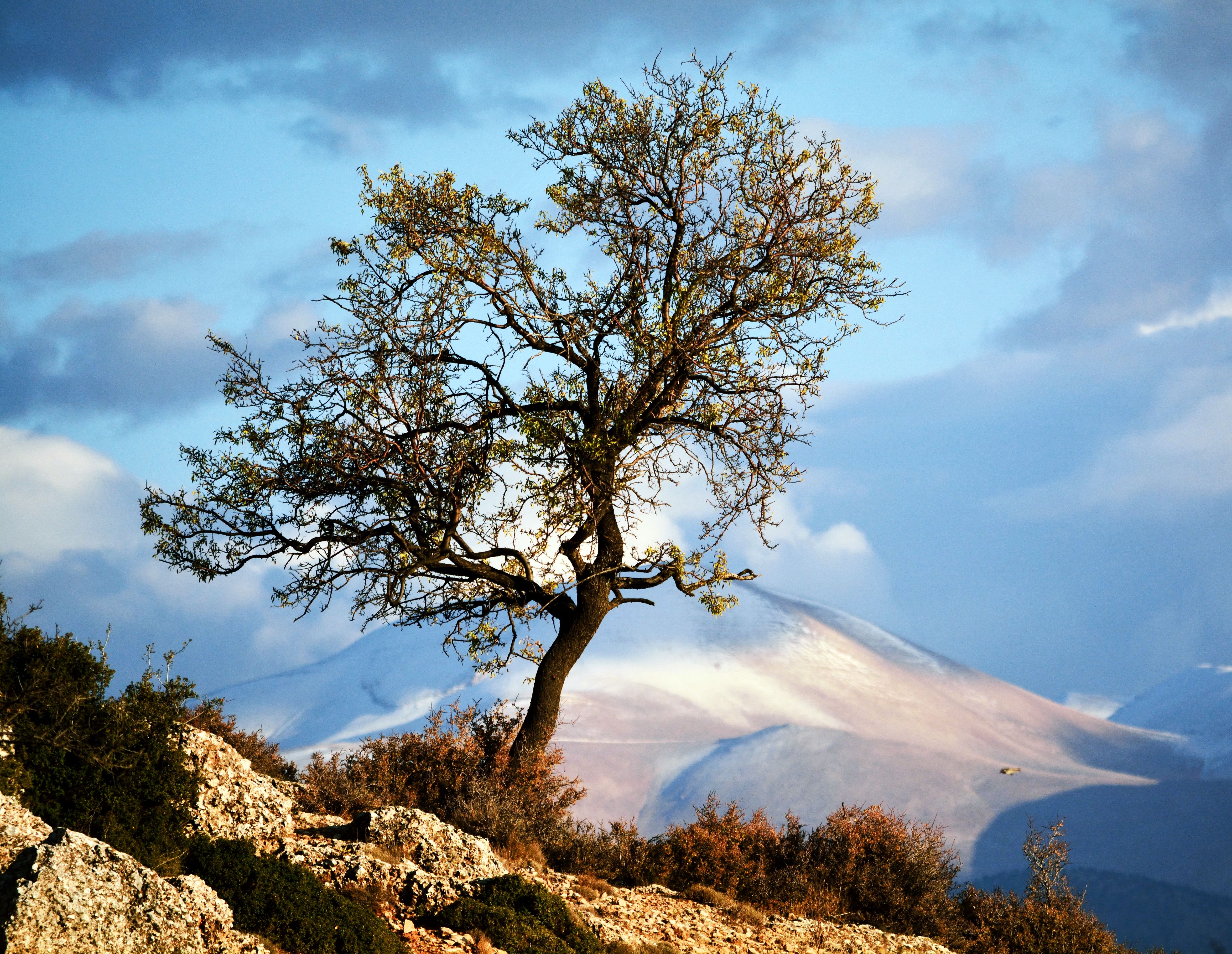 Esref Tek Photos, Download The BEST Free Esref Tek Stock Photos & HD Images