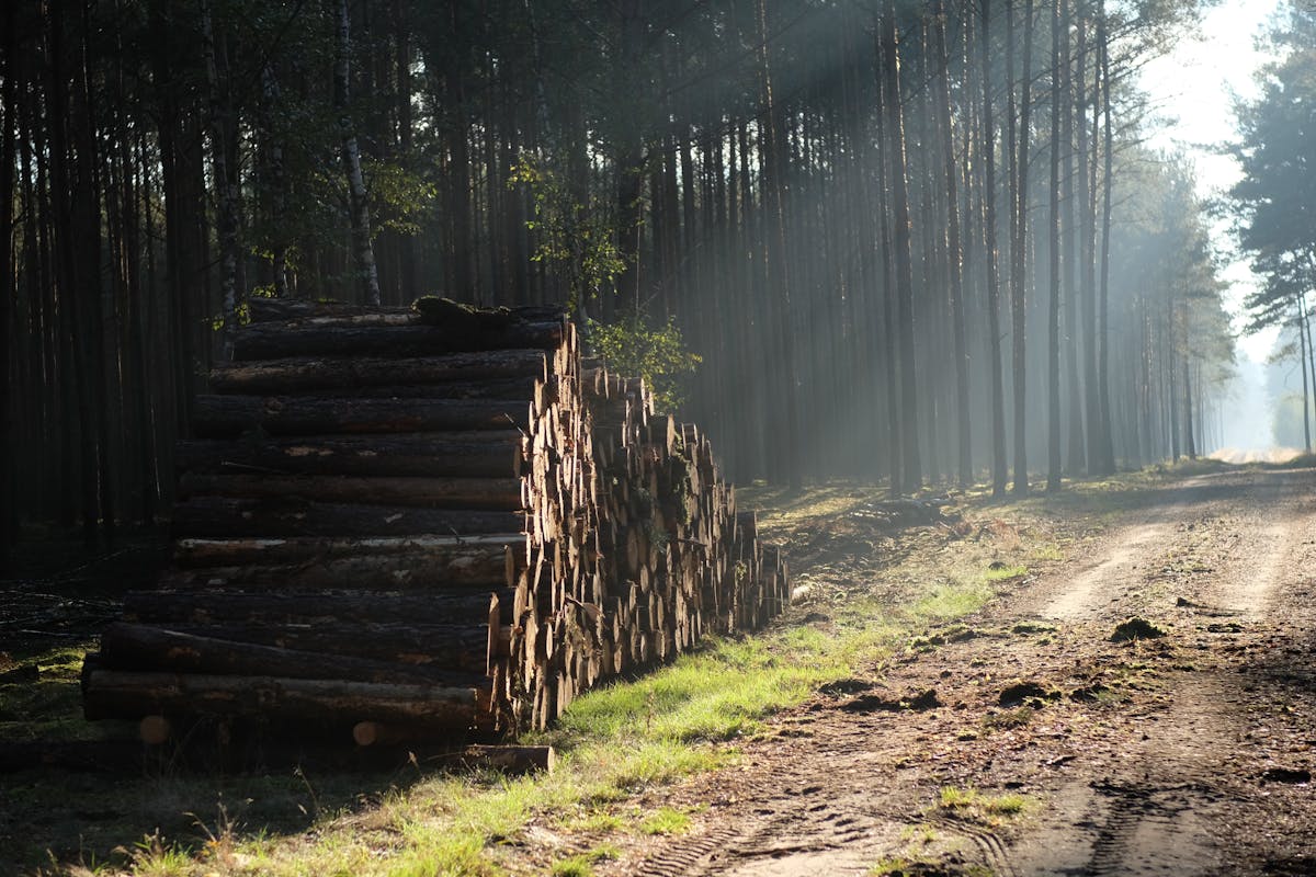 Tree Line Photos, Download The BEST Free Tree Line Stock Photos & HD Images