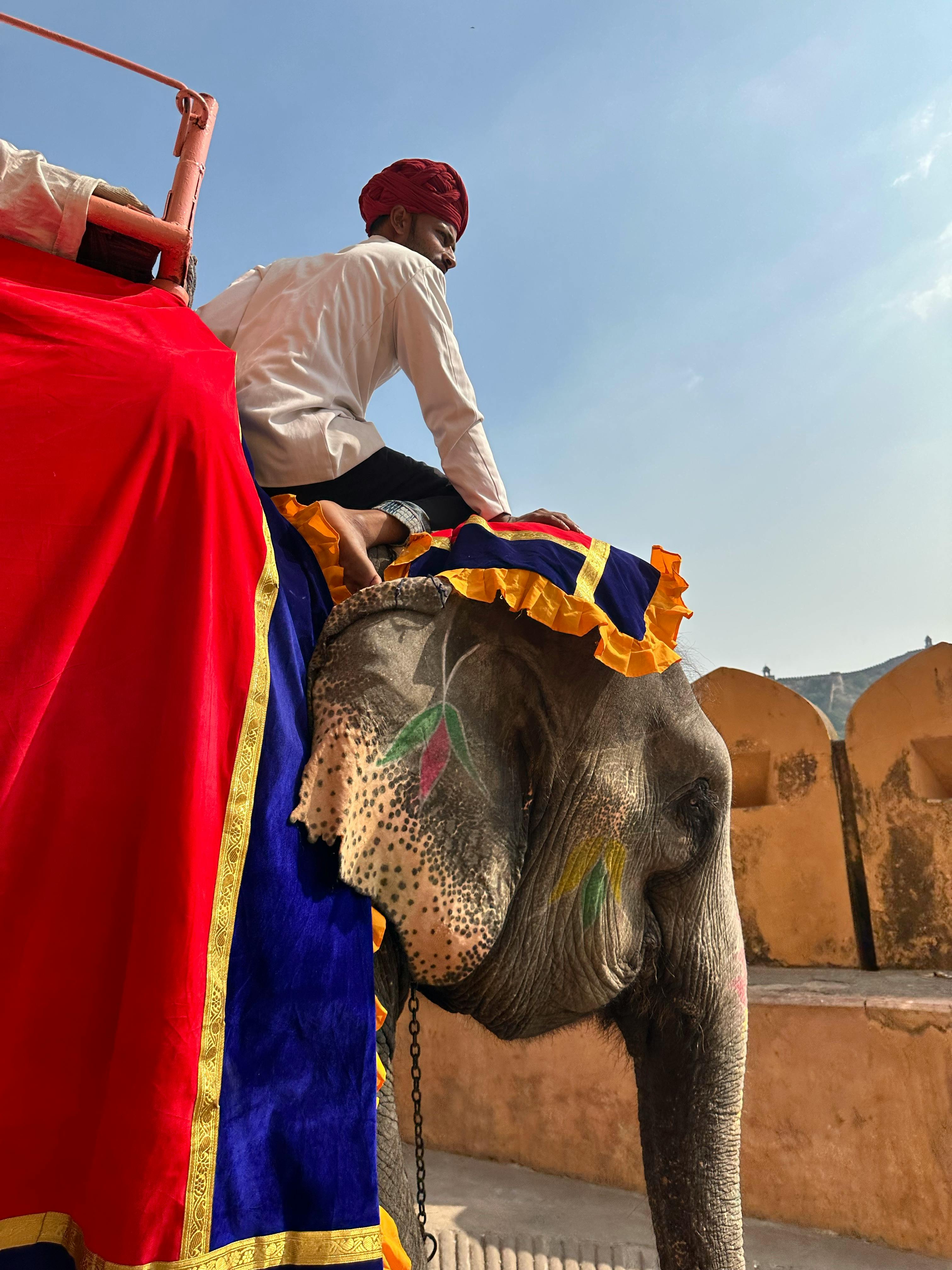 People Riding Elephant · Free Stock Photo