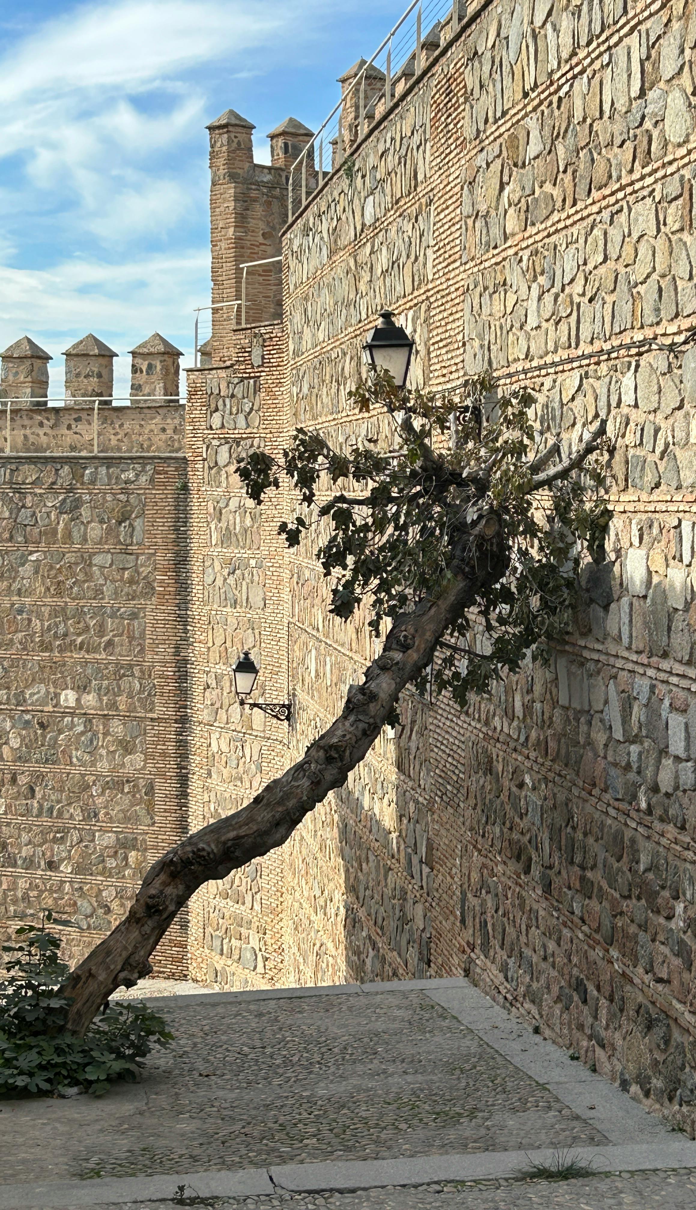 Tembok Batu Bersejarah Dan Pohon Miring Di Toledo · Foto Stok Gratis