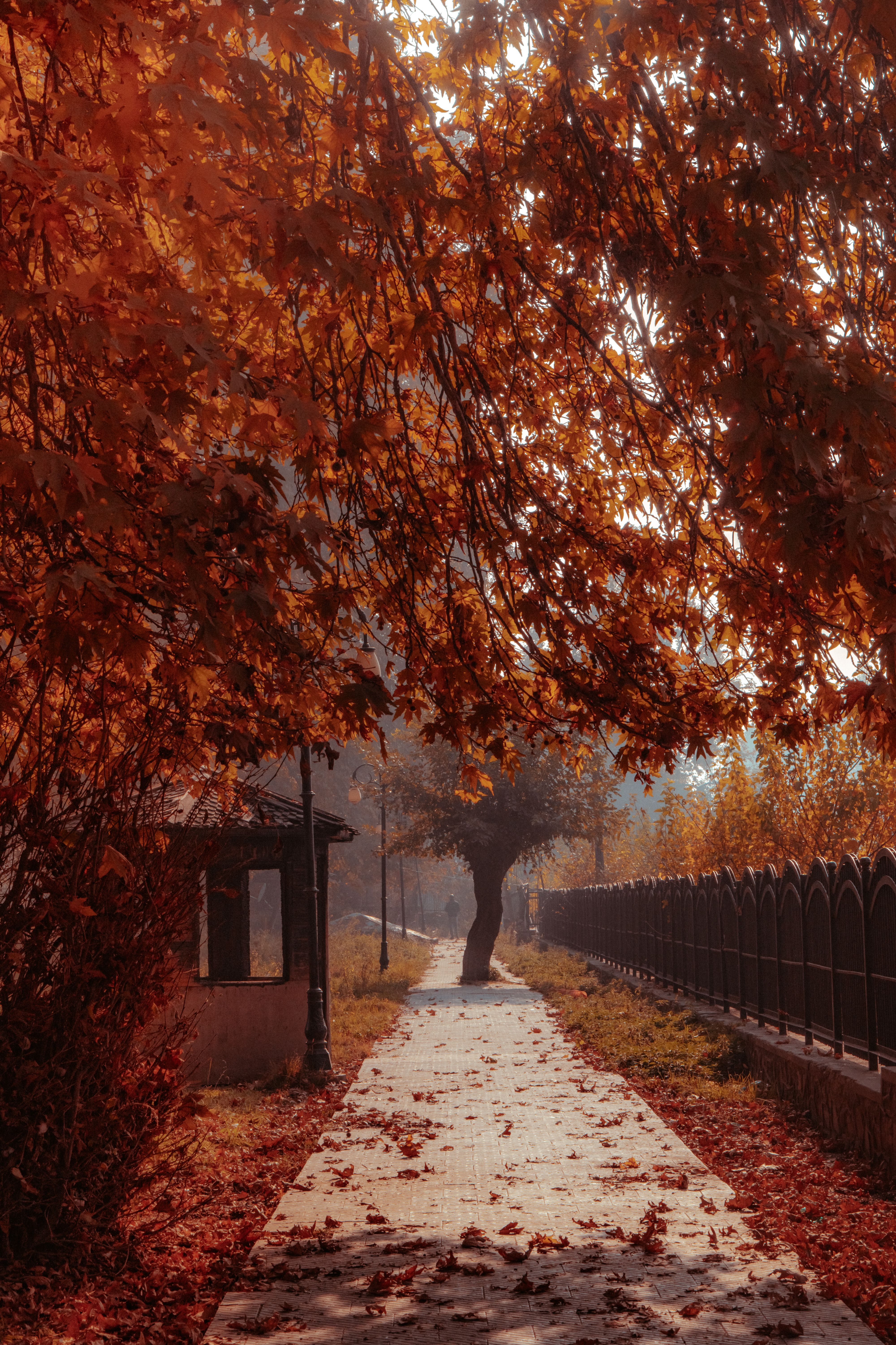 Scenic Autumn Pathway with Leaves in Warm Light · Free Stock Photo