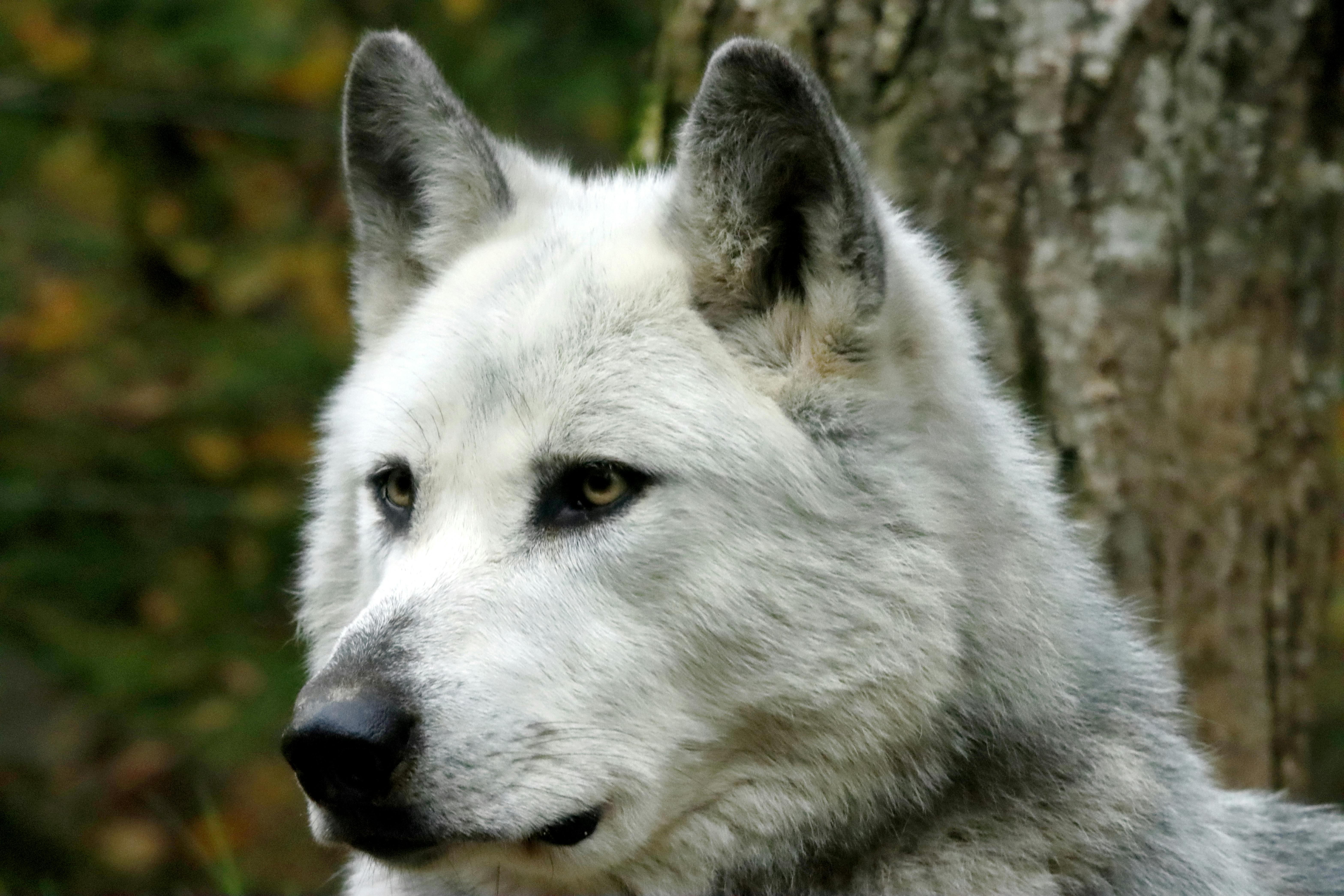 Gray Timber Wolf · Free Stock Photo