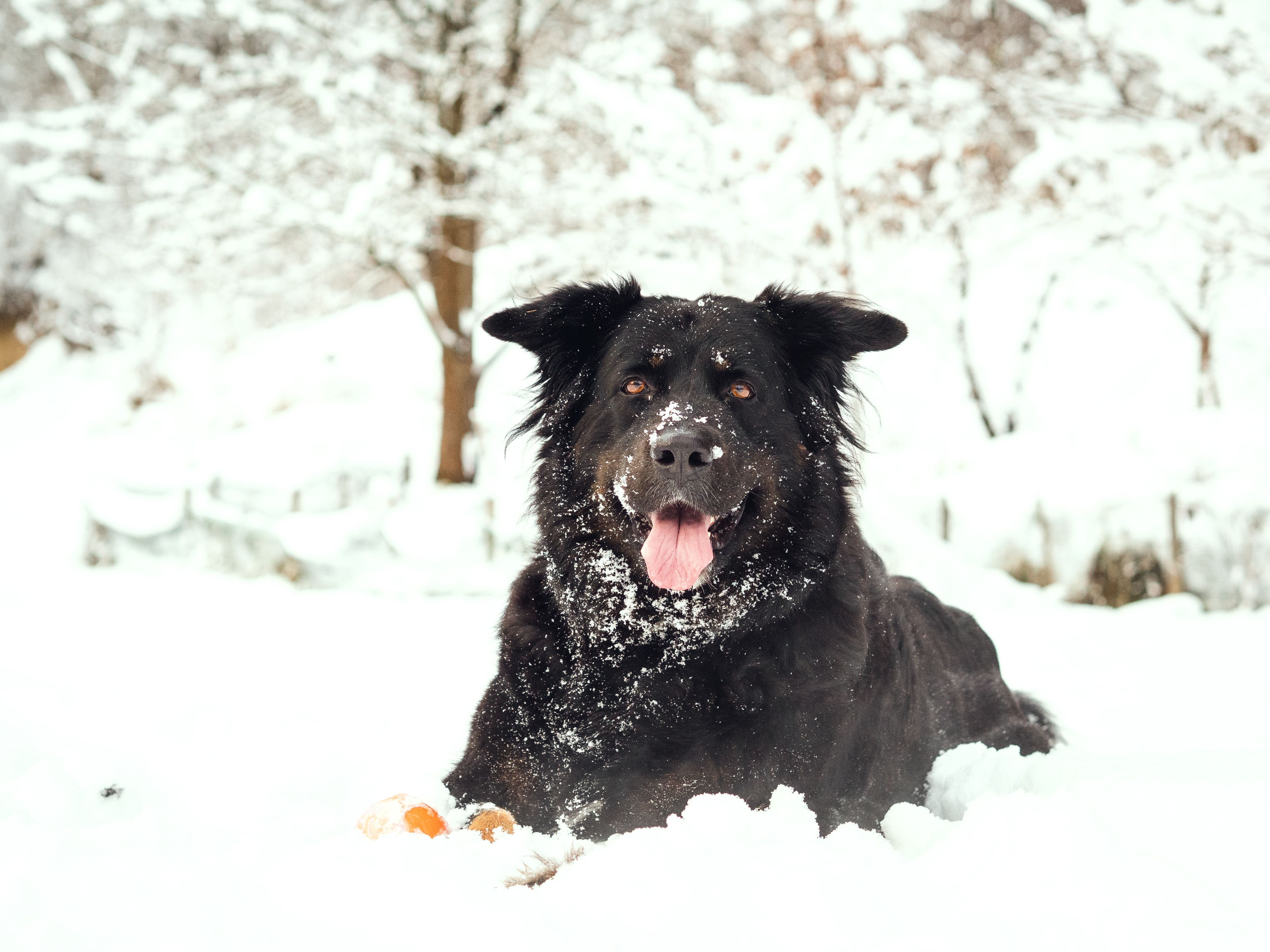 Joyful Black Dog Playing in Snowy Landscape · Free Stock Photo