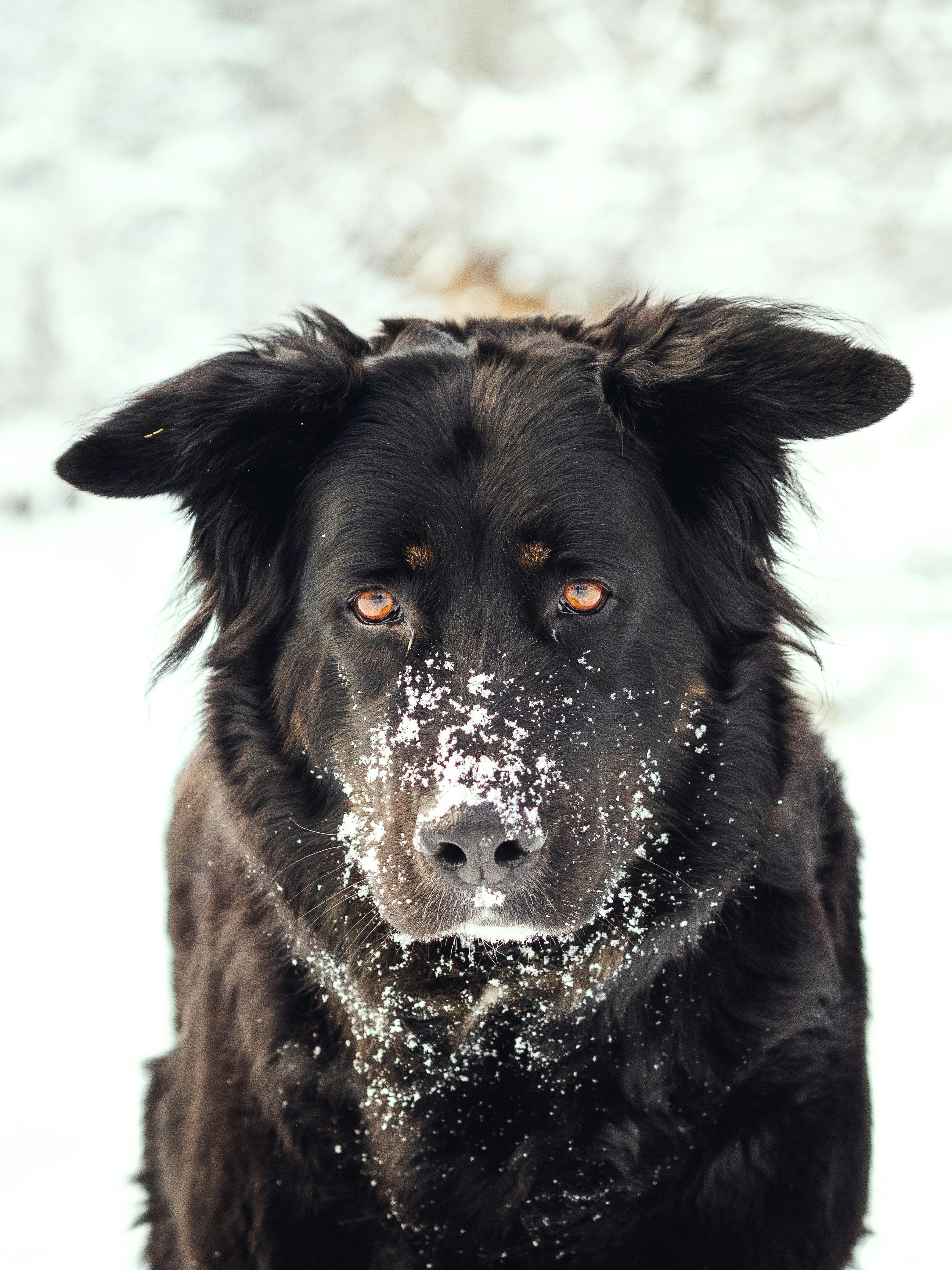 Playful Dog in Snowy Winter Scene · Free Stock Photo