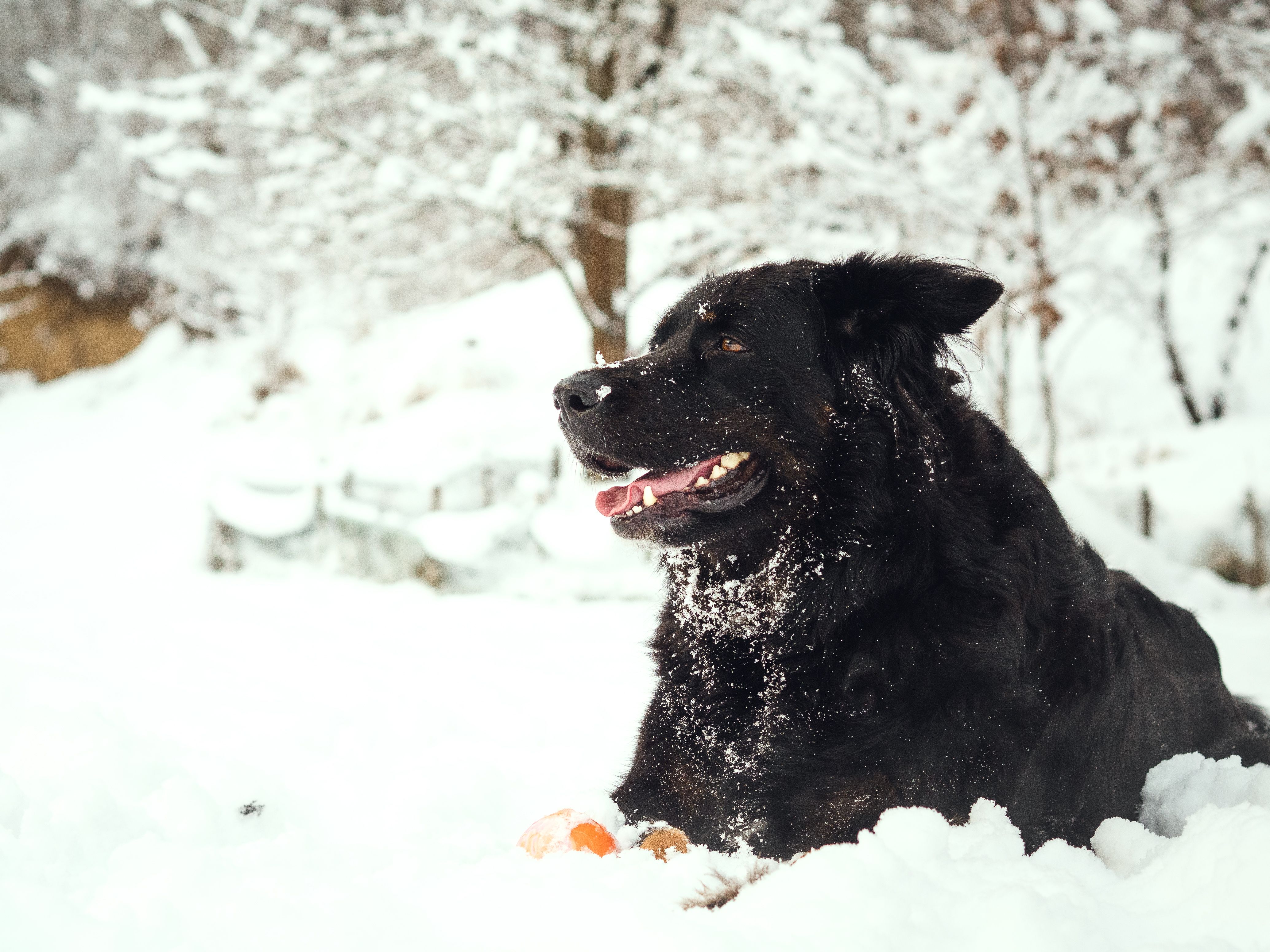 Black Dog in Snowy Winter Landscape · Free Stock Photo