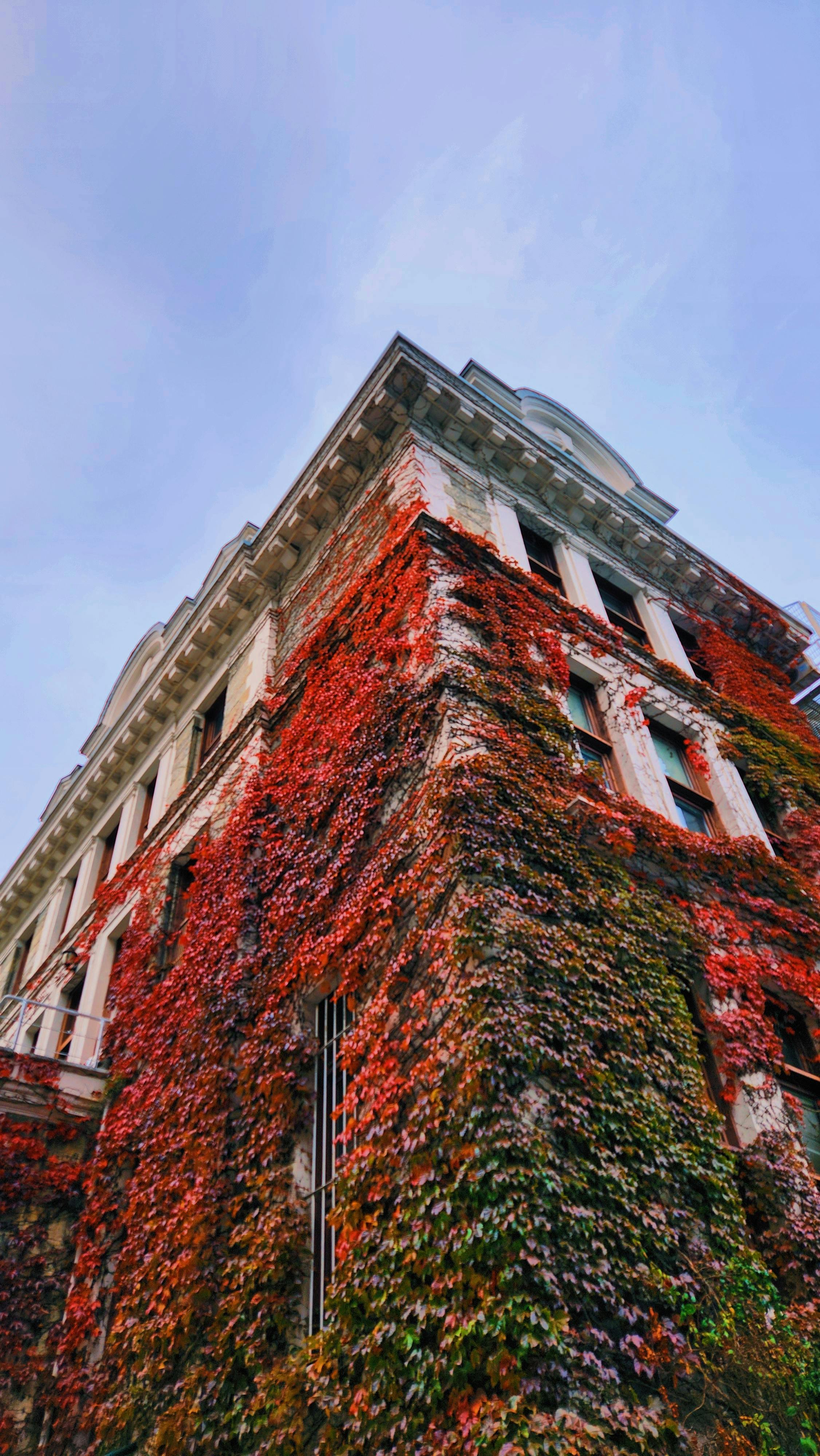 Vibrantly Covered Ivy Building in İstanbul · Free Stock Photo