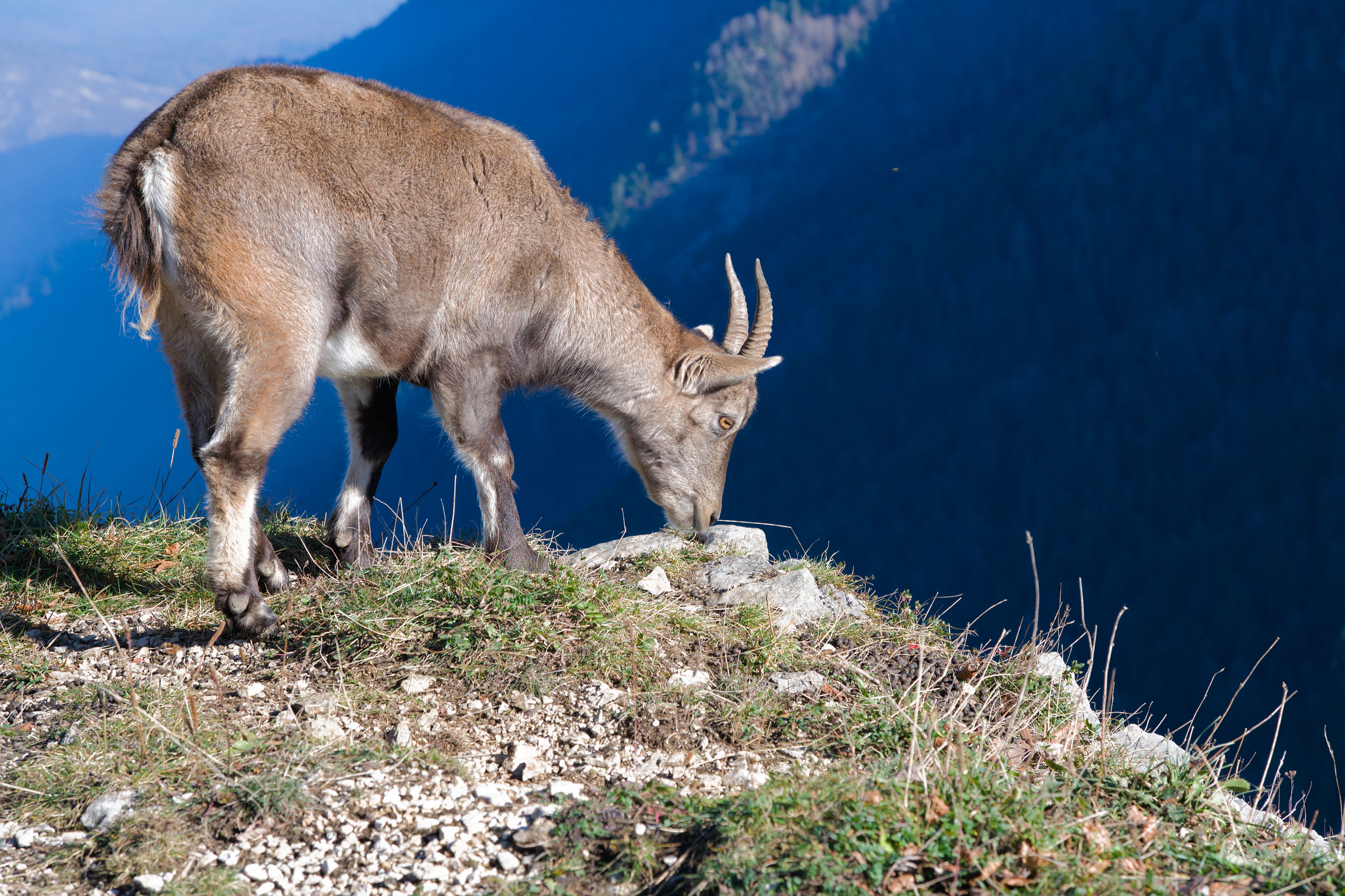 Wild Chamois Grazing on Alpine Cliffside · Free Stock Photo