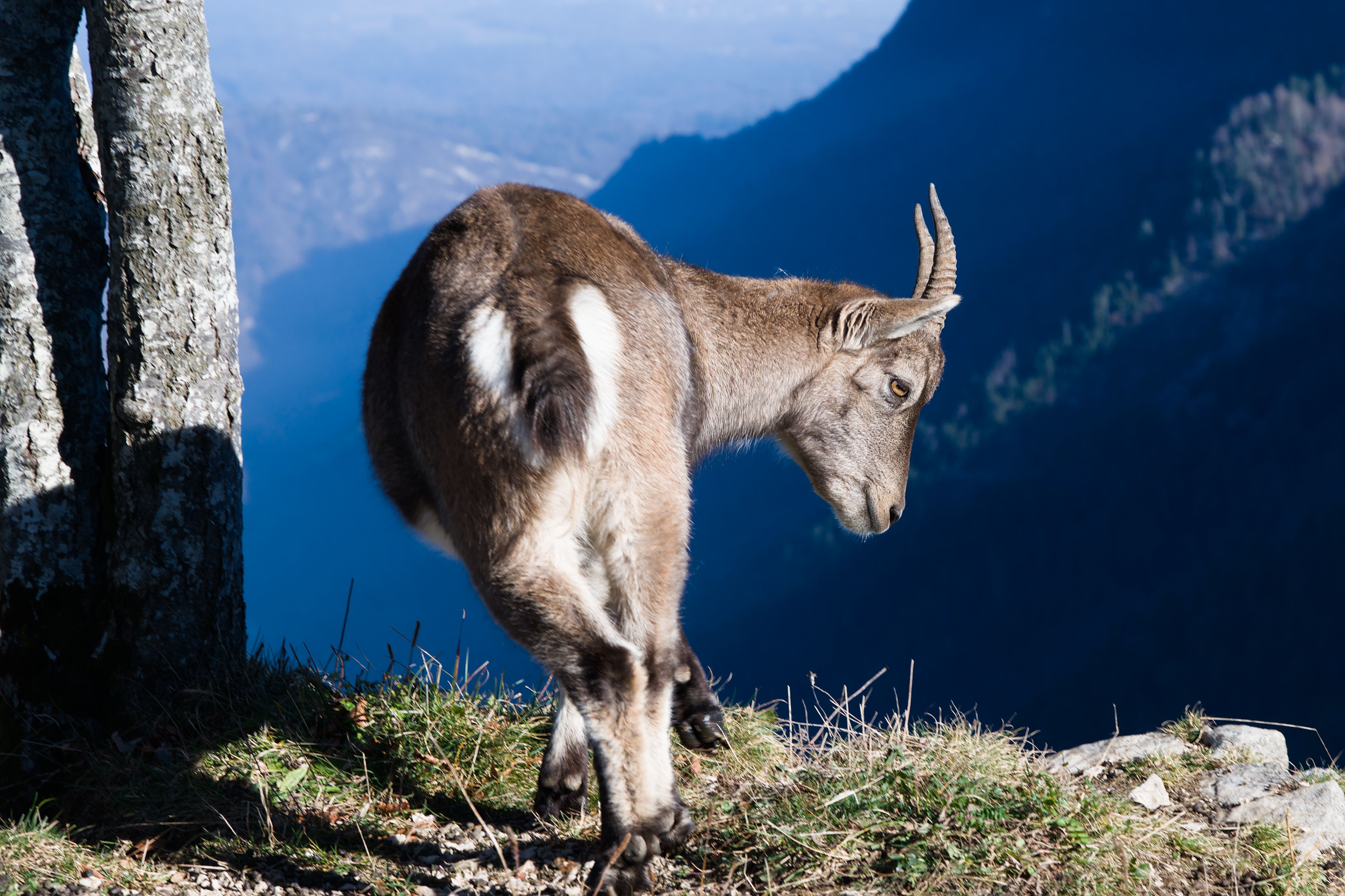 Mountain Chamois Grazing on Scenic Alpine Ridge · Free Stock Photo