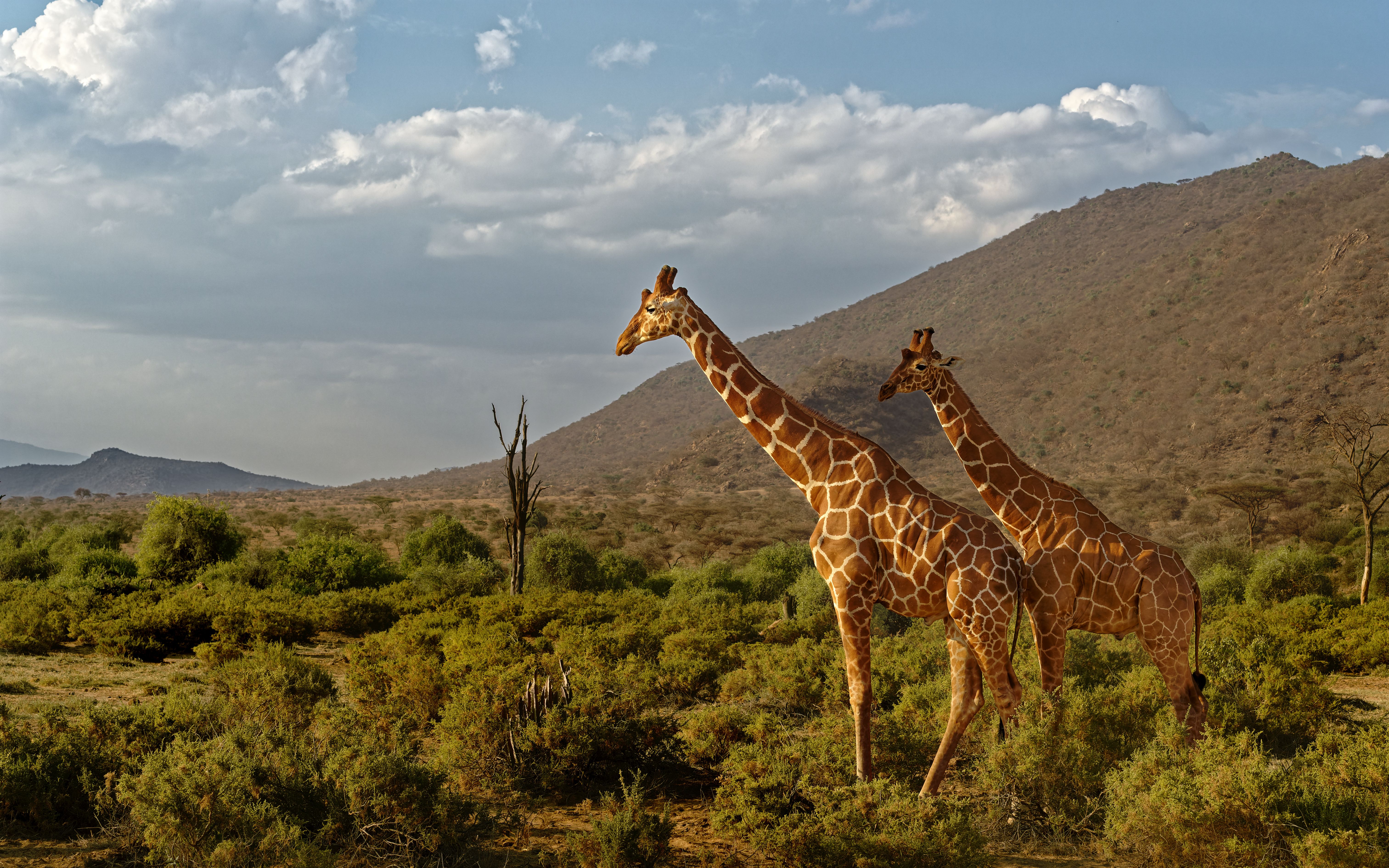 De Gracieuses Girafes Réticulées Se Promènent Dans Le Paysage De La ...