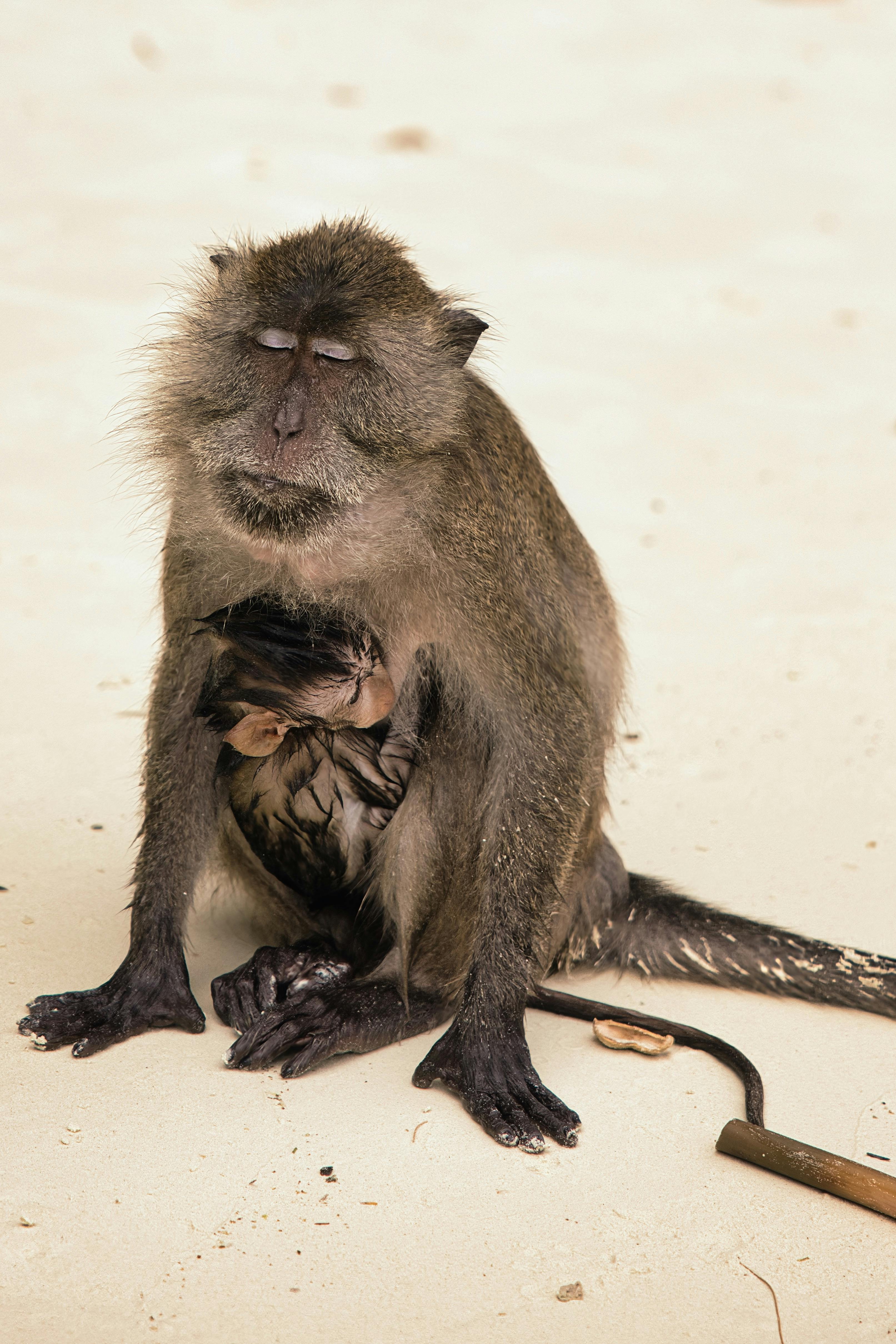 Momento Tierno Entre Un Mono Y Su Cría · Foto de stock gratuita