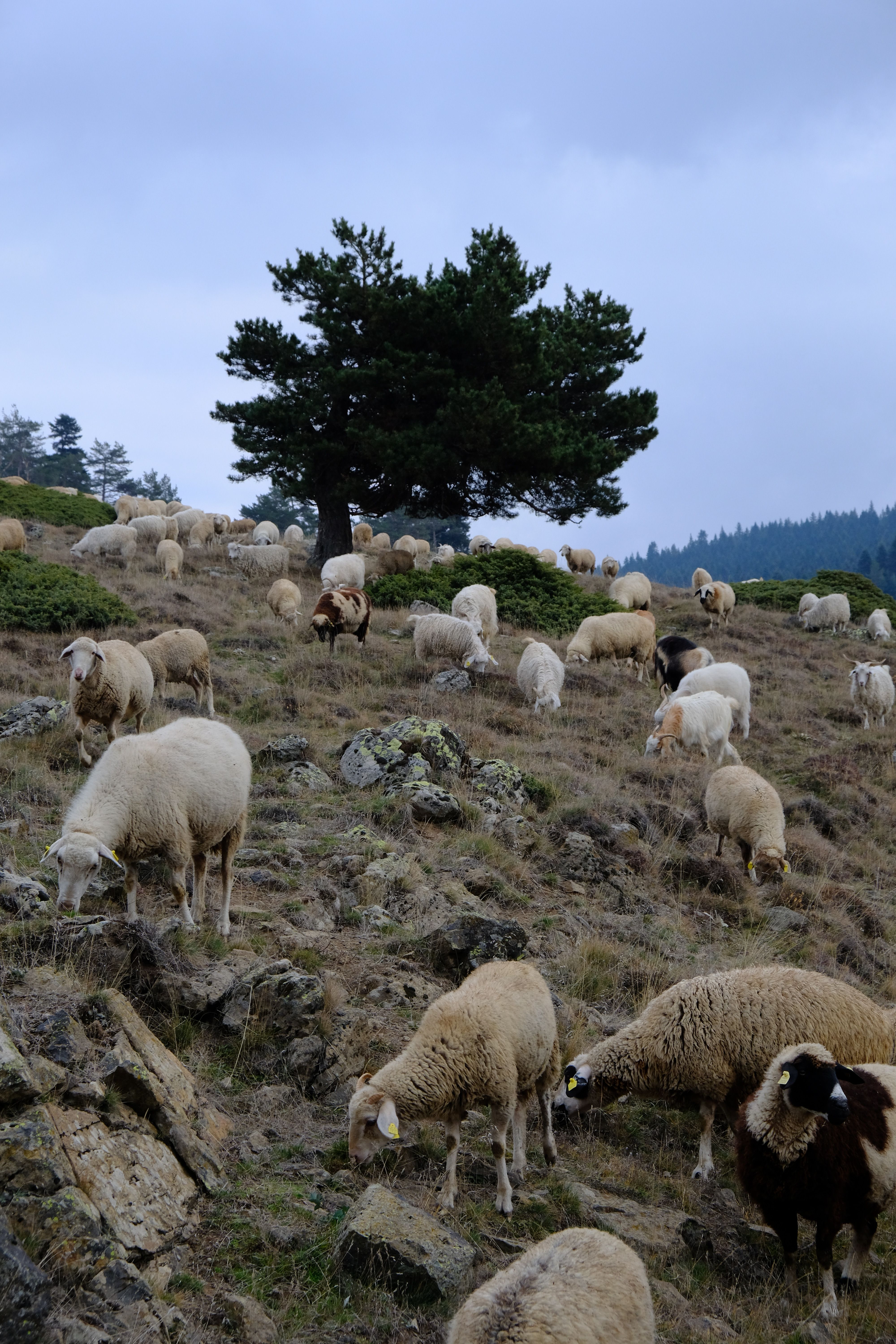Sheep Grazing on Rocky Hillside with Lone Tree · Free Stock Photo