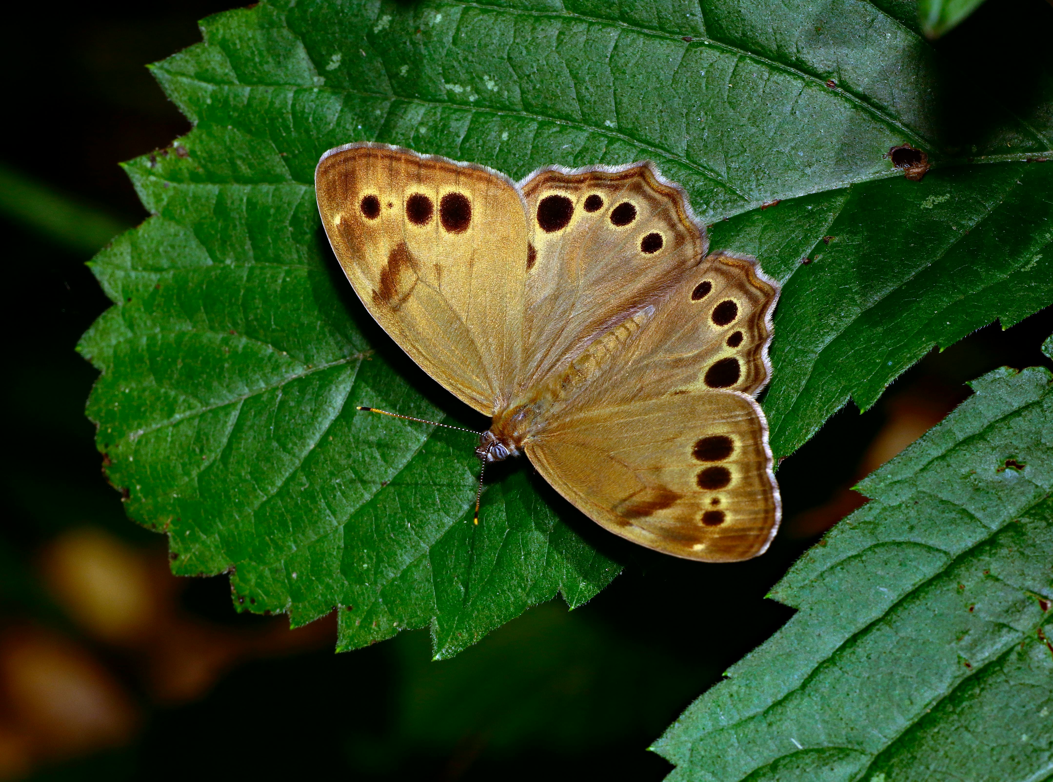 Common Wood Nymph Butterfly on Leaf · Free Stock Photo