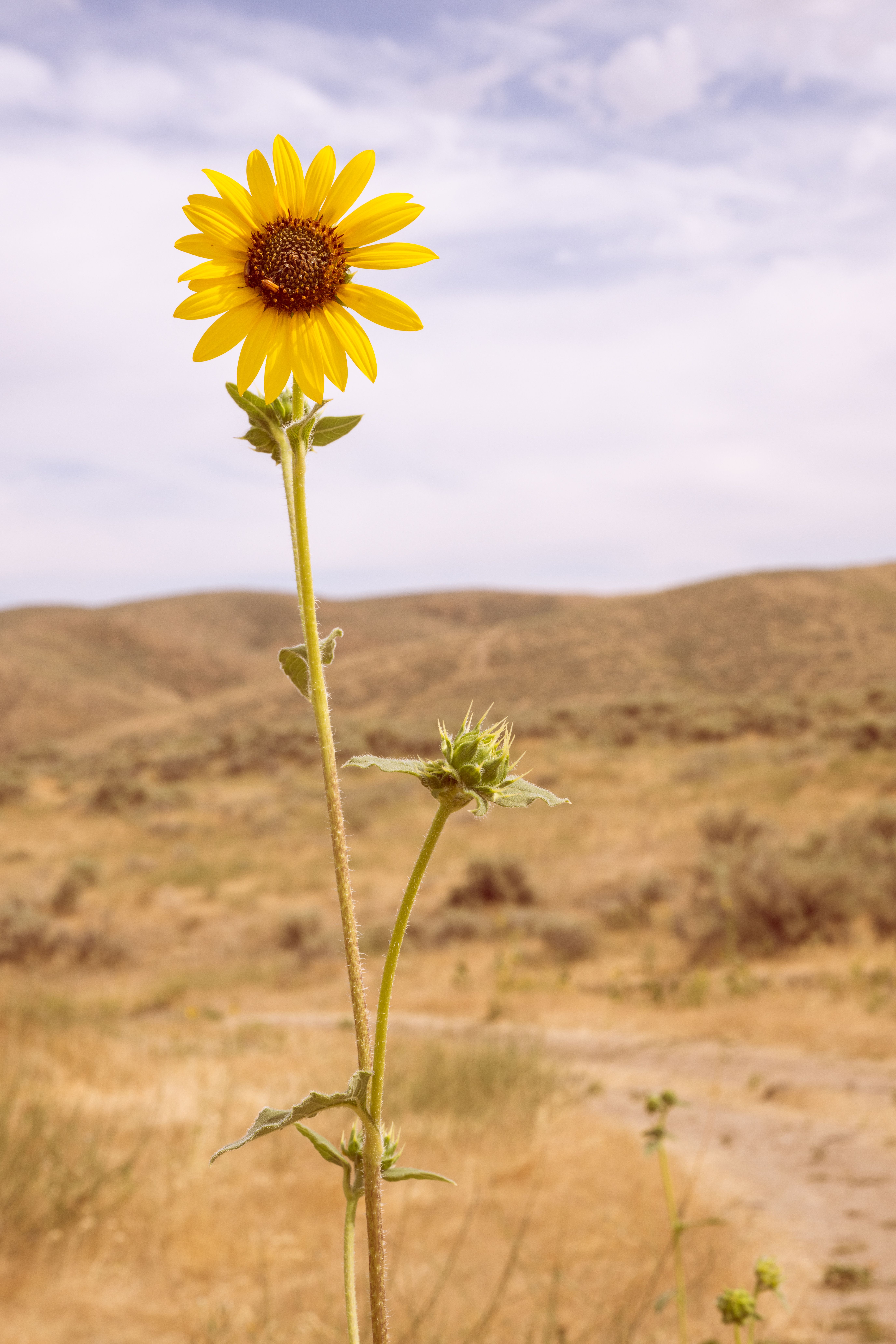 Vibrant Sunflower in Boise Desert Landscape · Free Stock Photo
