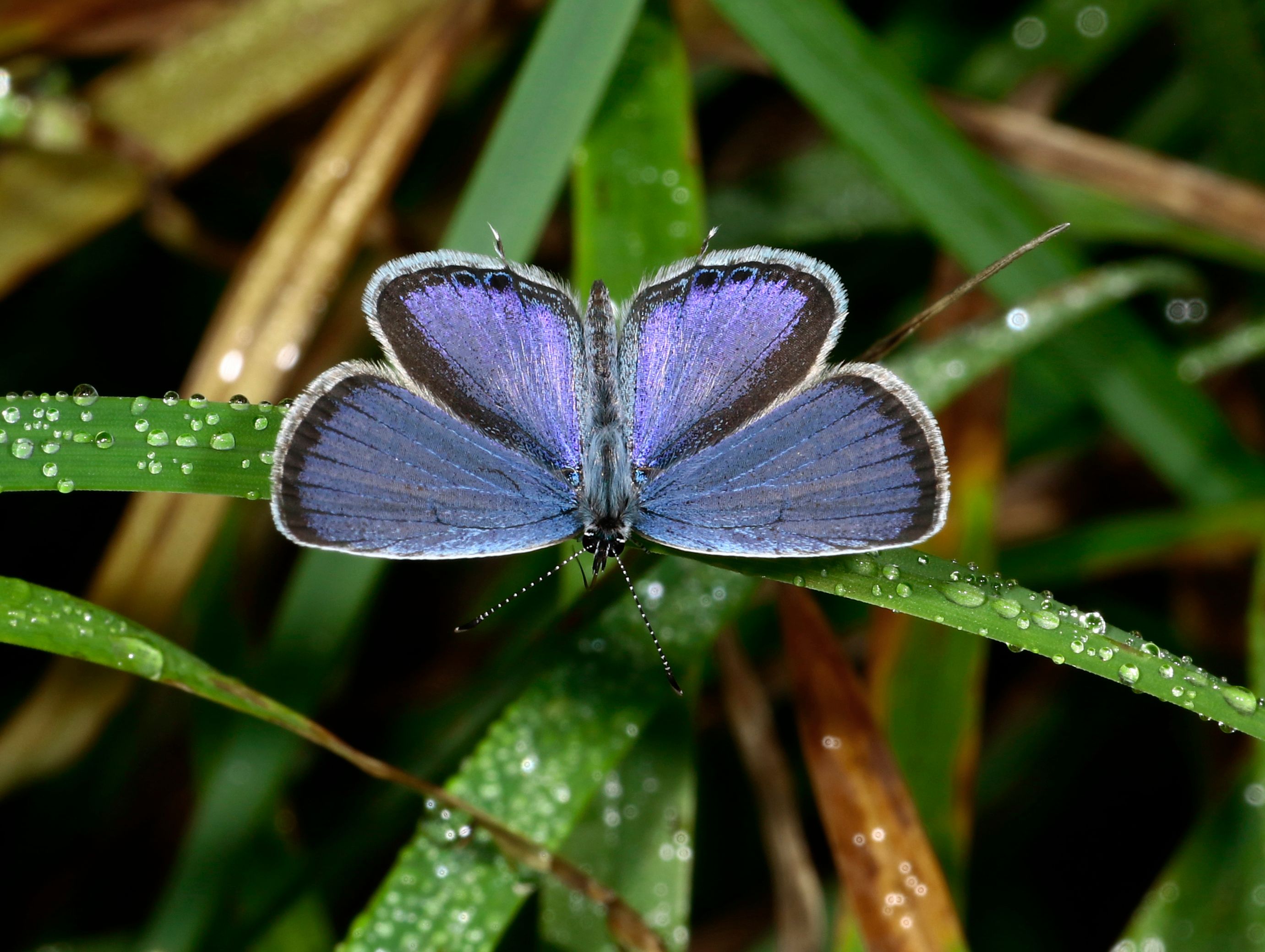 Vibrant Tailed Blue Butterfly on Dewy Grass · Free Stock Photo