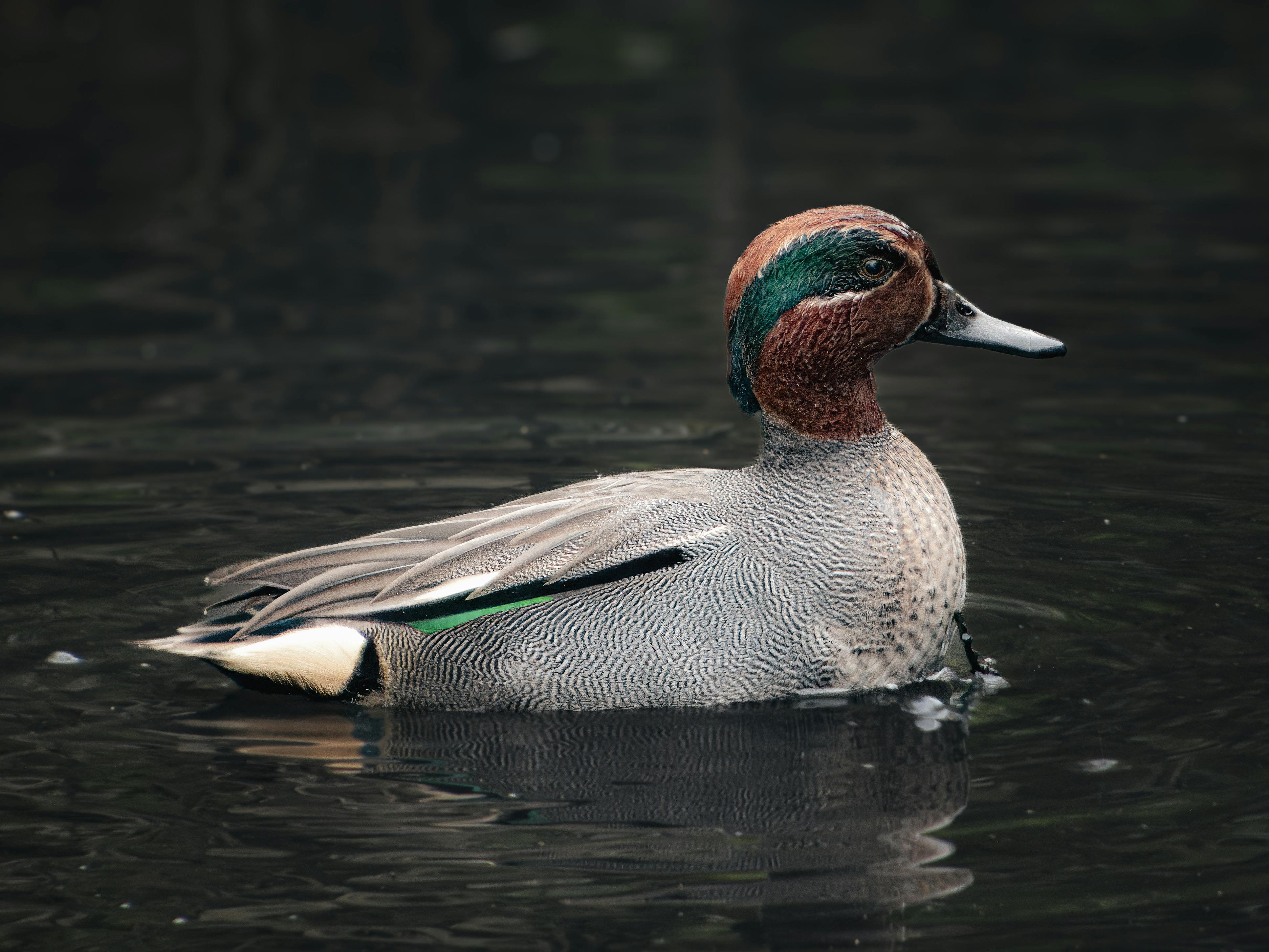 57.410+ Fotos y Imágenes de Pajaro Gratis · Banco de Fotos Gratis