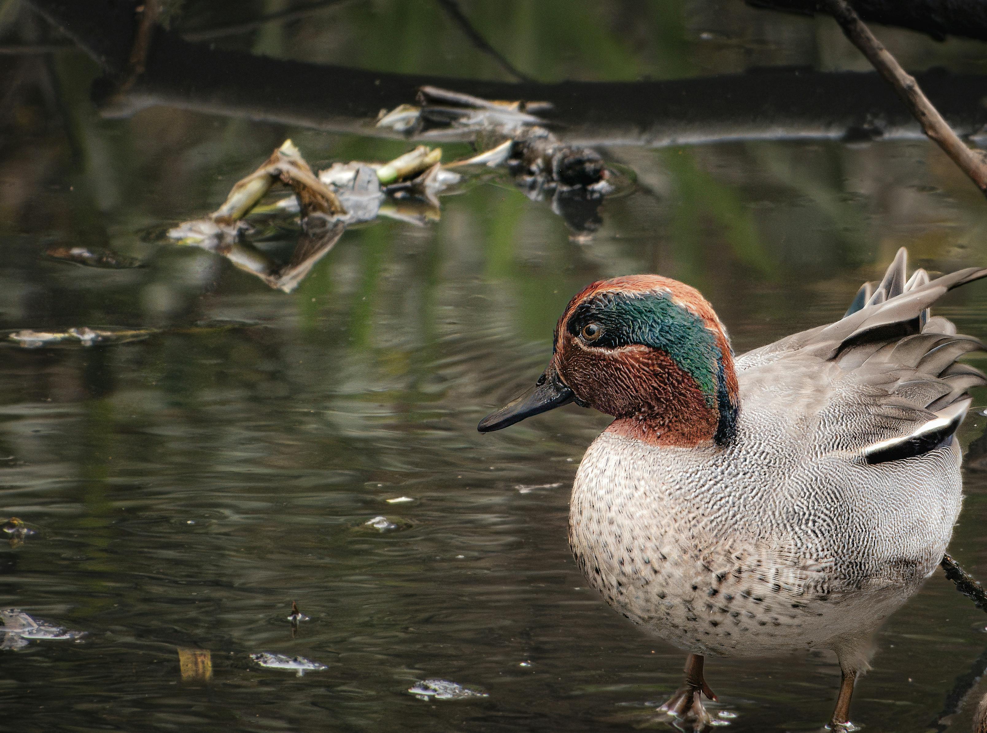 Eurasian Teal in Tranquil Wetland Habitat · Free Stock Photo
