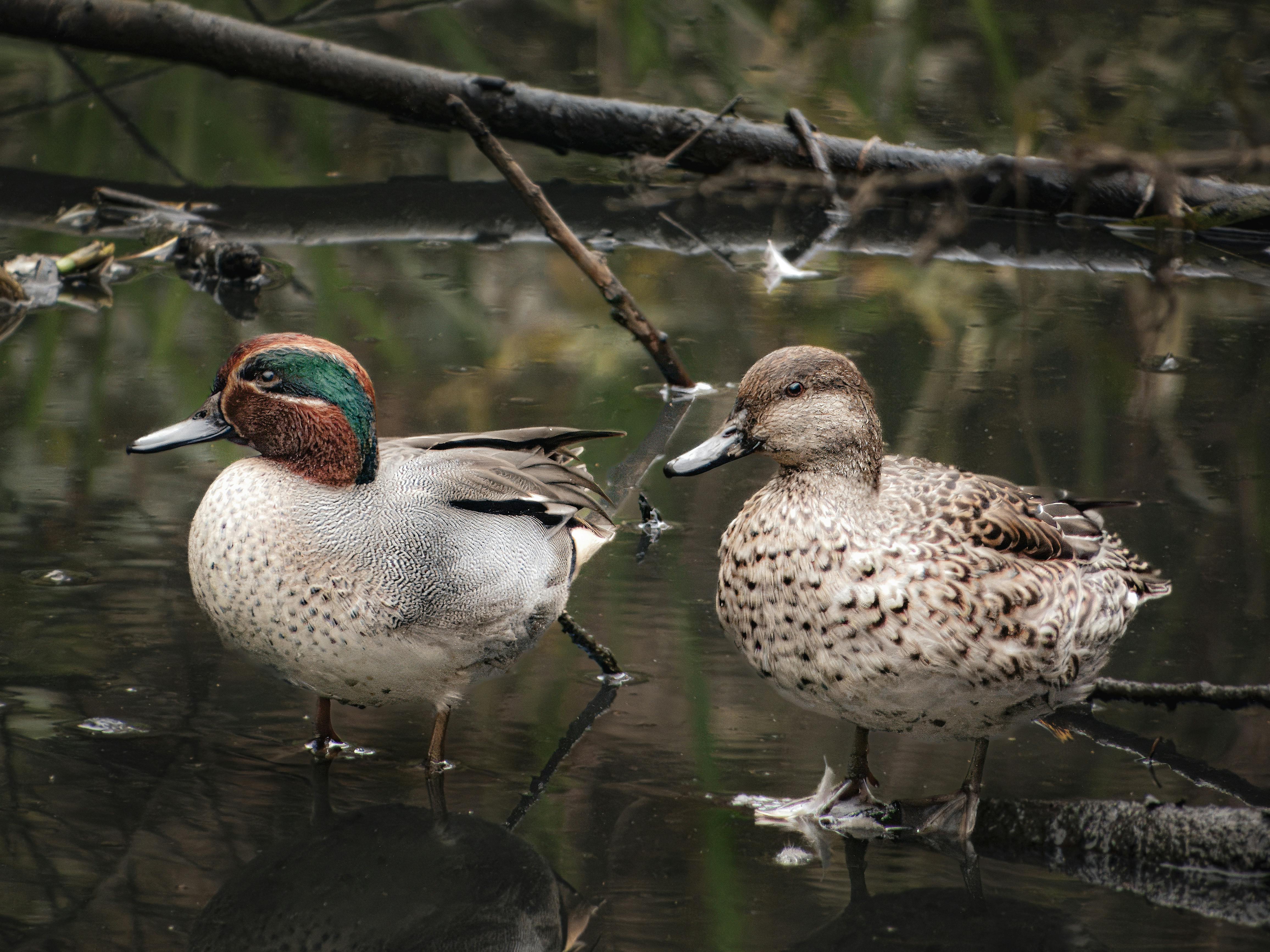 Pair of Ducks Standing in Tranquil Pond · Free Stock Photo