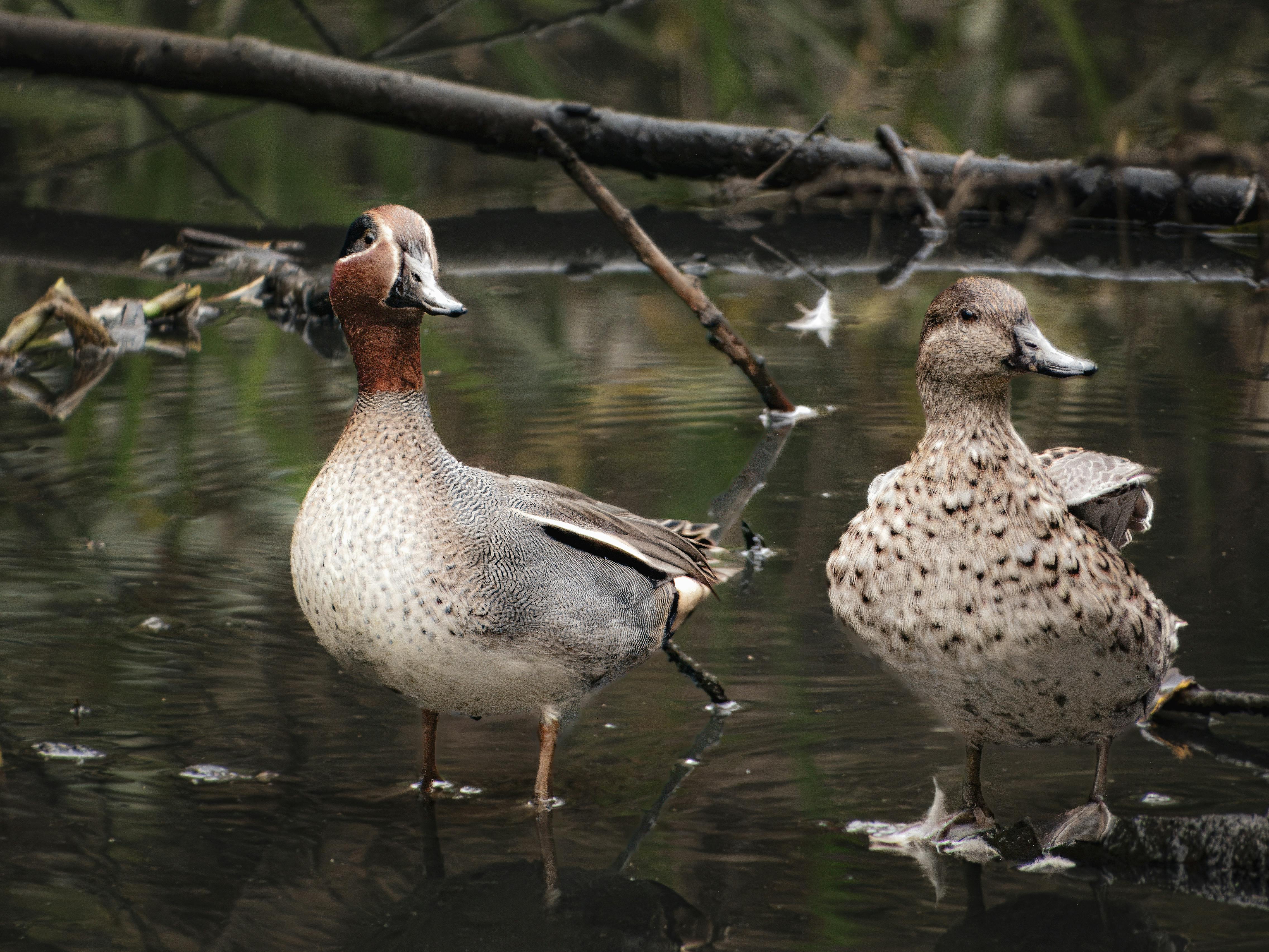 Bird In The Field Photos, Download The BEST Free Bird In The Field ...