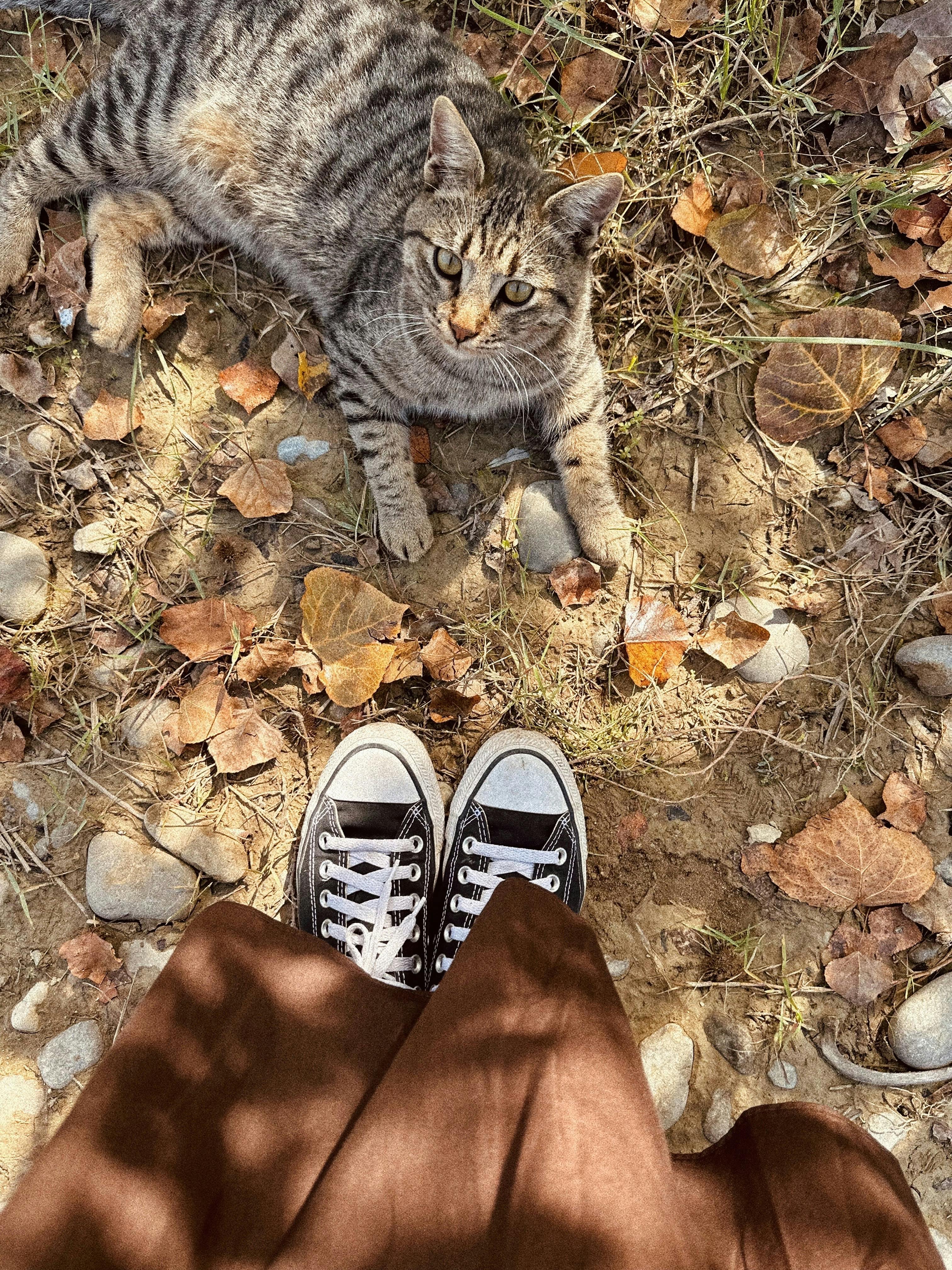 Autumn Walk with Tabby Cat in Converse Sneakers · Free Stock Photo