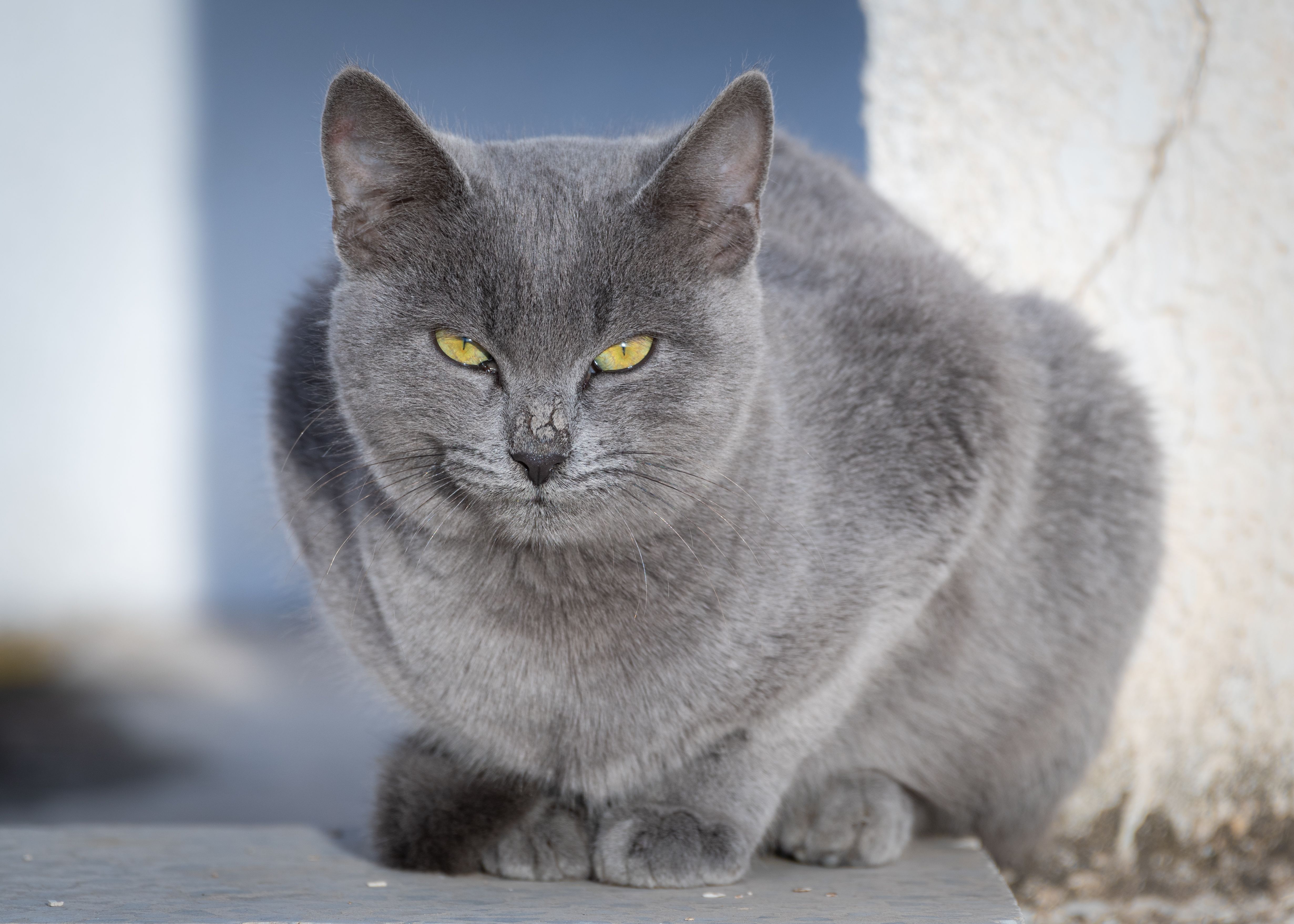 Close-up of Gray Cat with Intense Yellow Eyes · Free Stock Photo