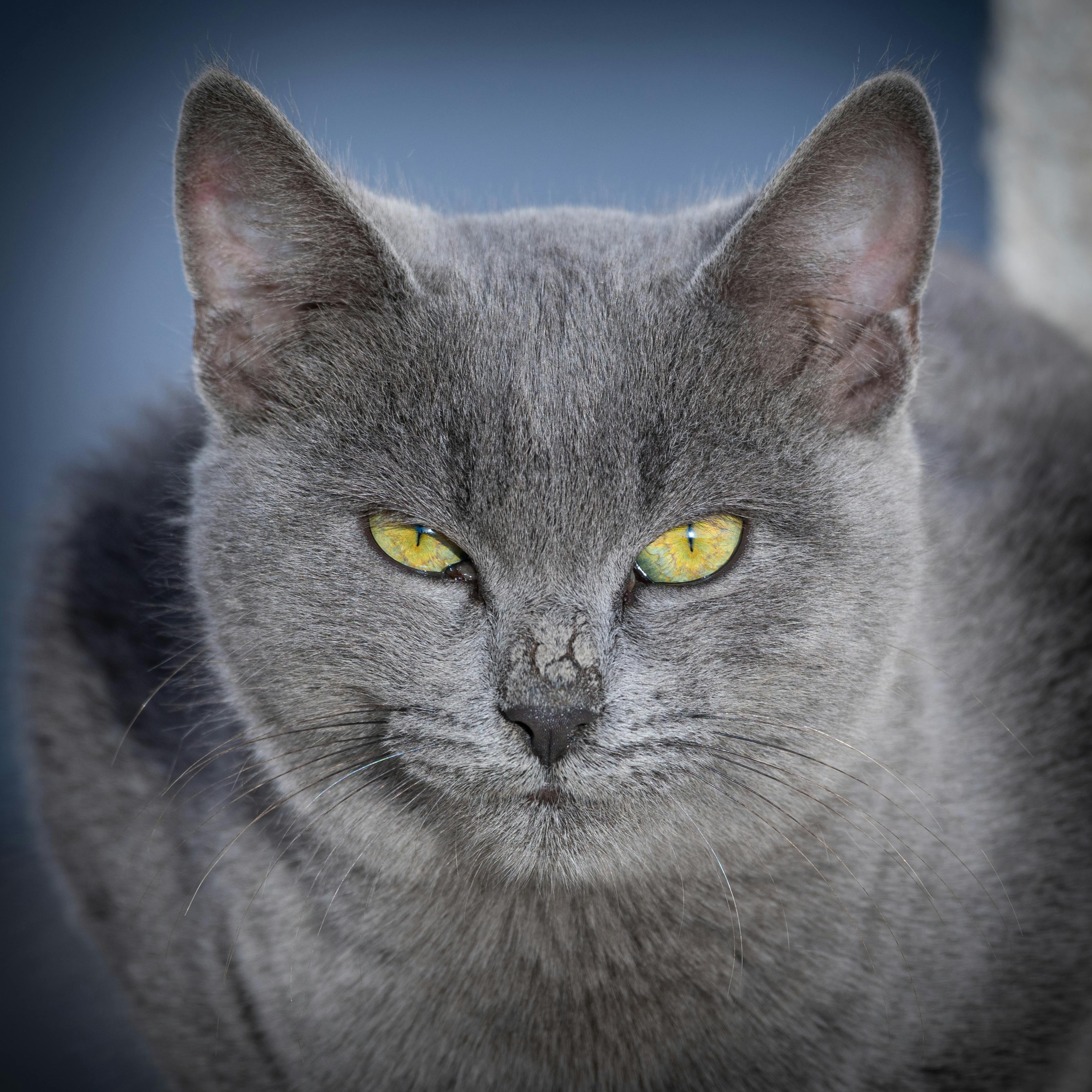 Close-up Portrait of a Grey Domestic Cat · Free Stock Photo