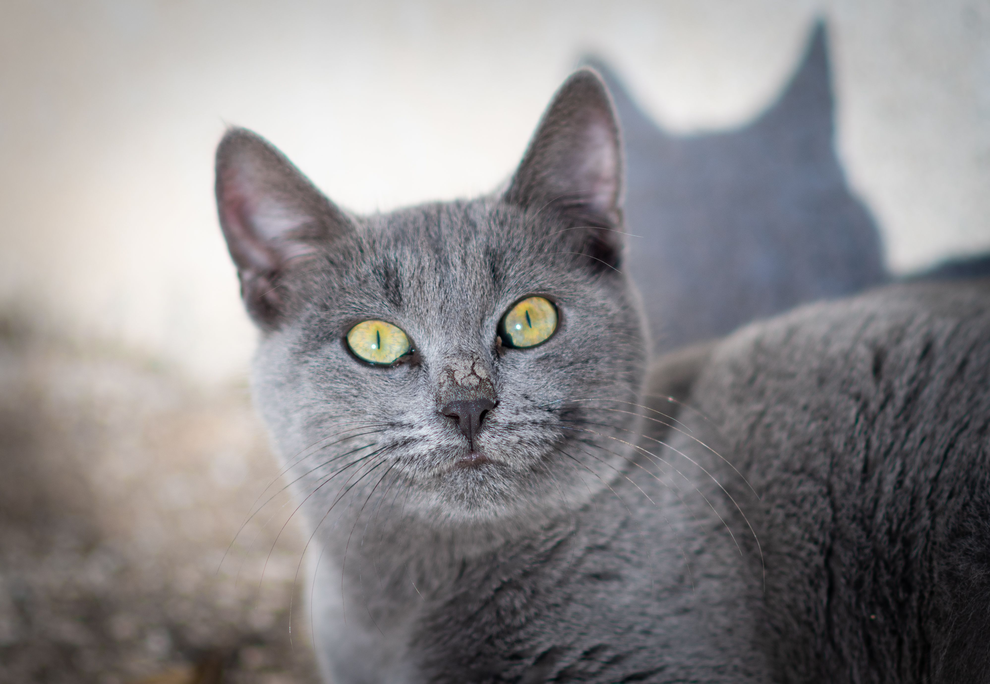 Close-up of a Gray Cat with Intense Yellow Eyes · Free Stock Photo