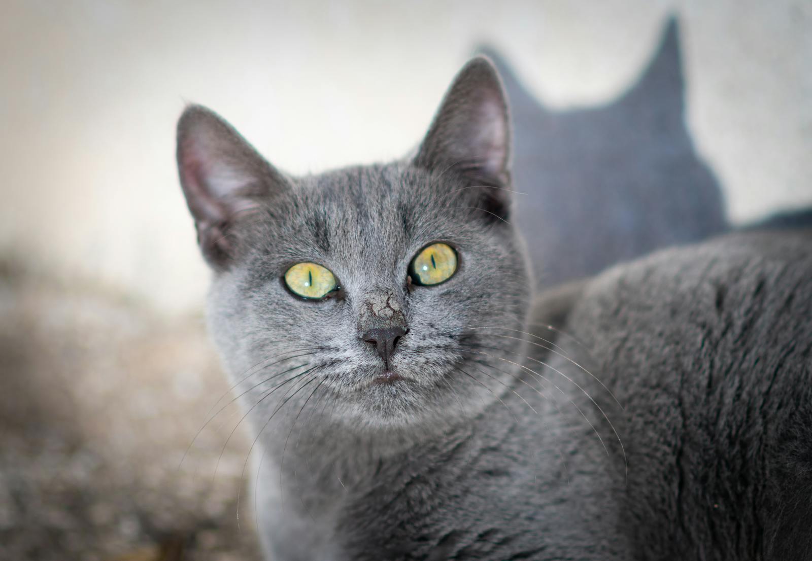 Cat Image Photos, Download The BEST Free Cat Image Stock Photos & HD Images