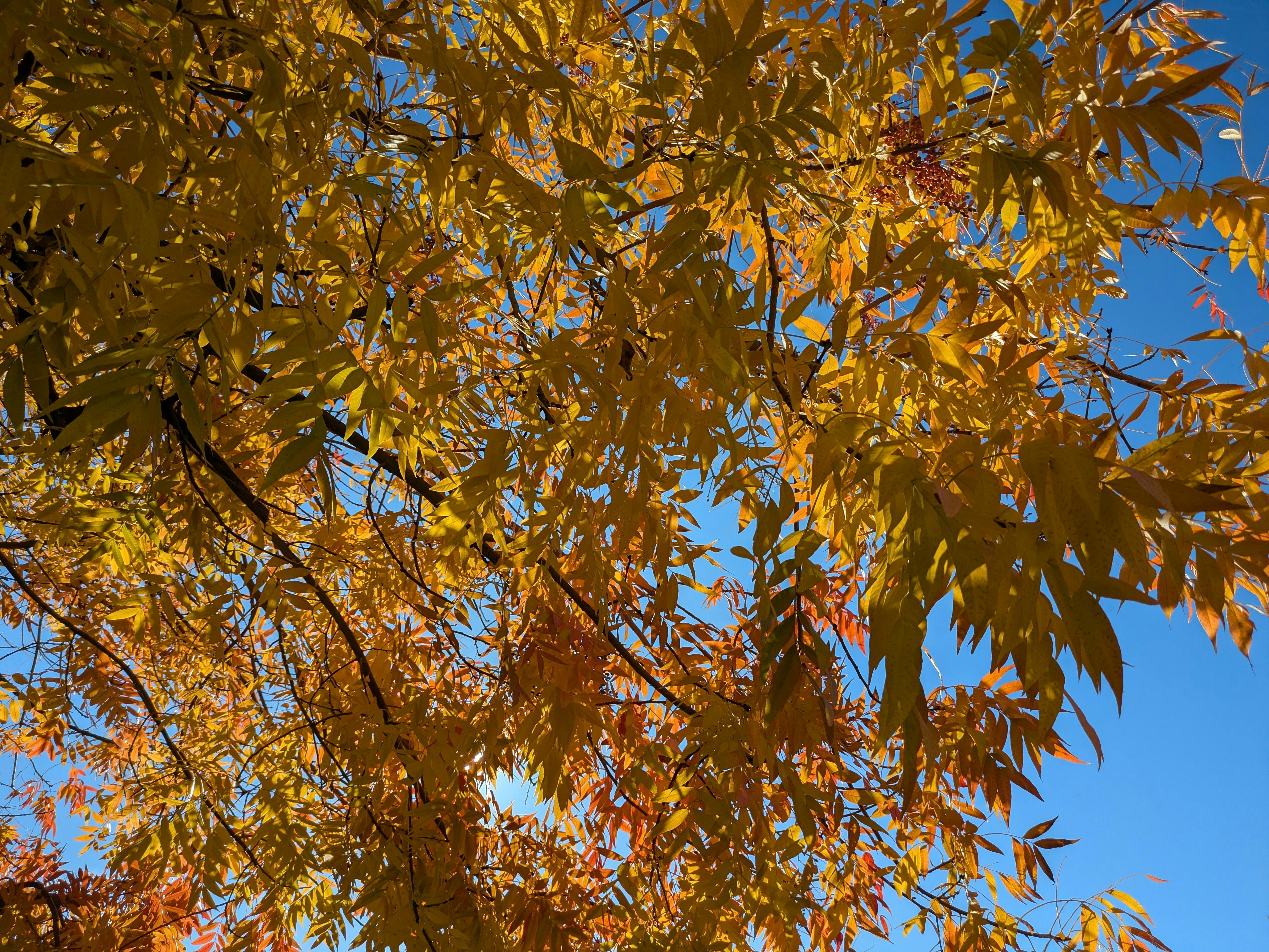 Heidi Gilbert — Фотография