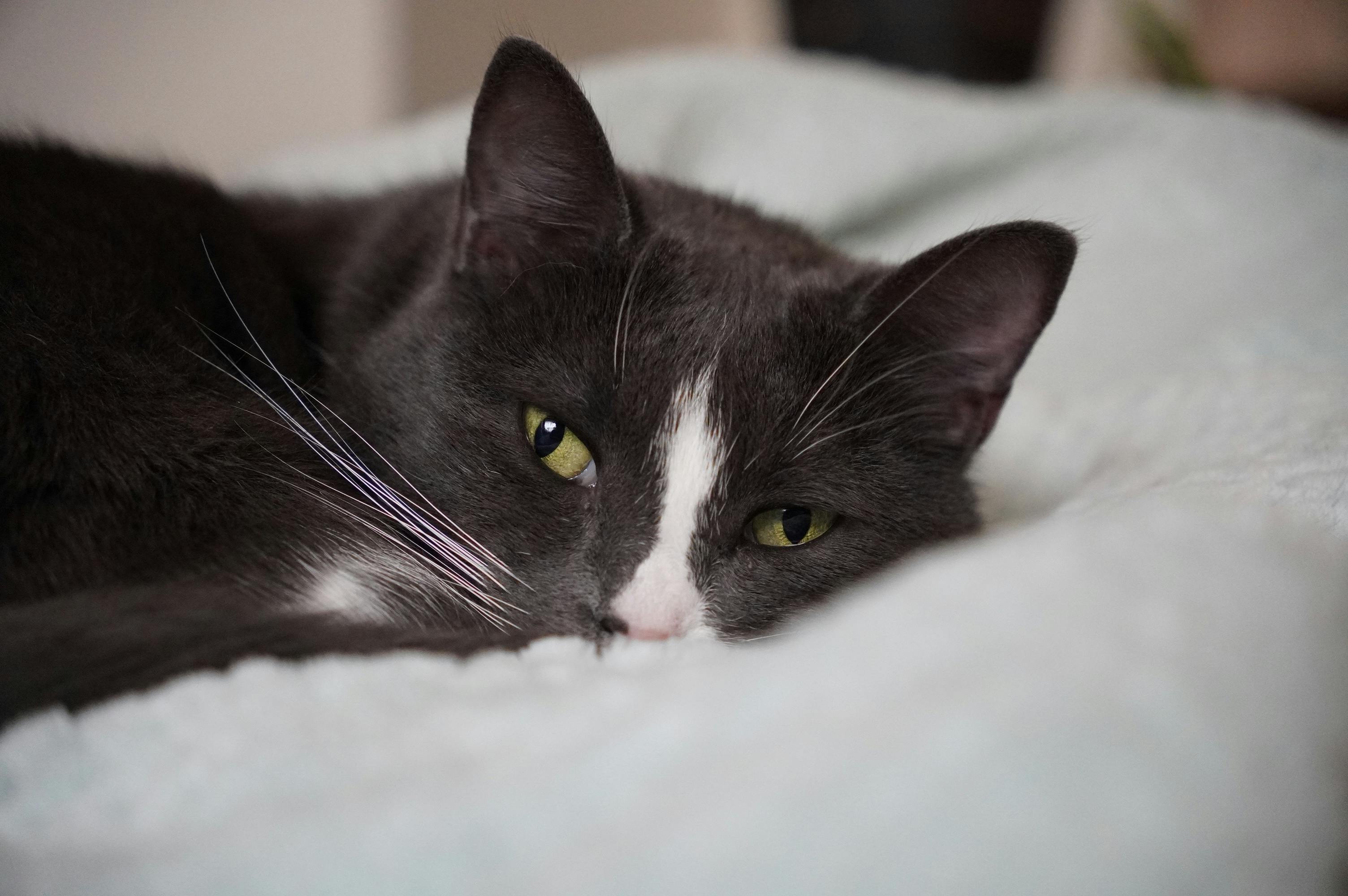 Sleepy Grey Cat Relaxing Indoors on Soft Blanket · Free Stock Photo