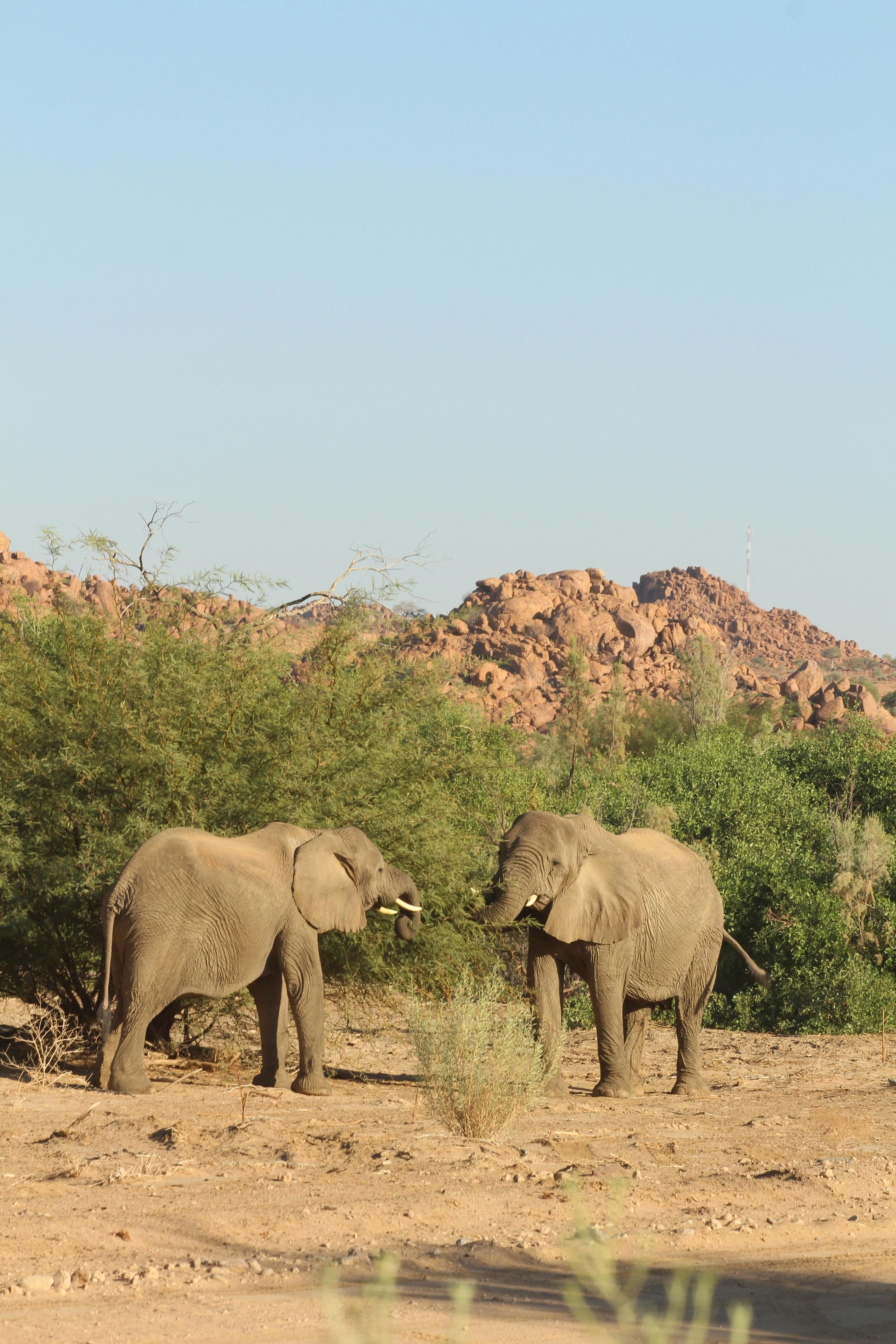 Two African Elephants Grazing in Namibian Desert · Free Stock Photo