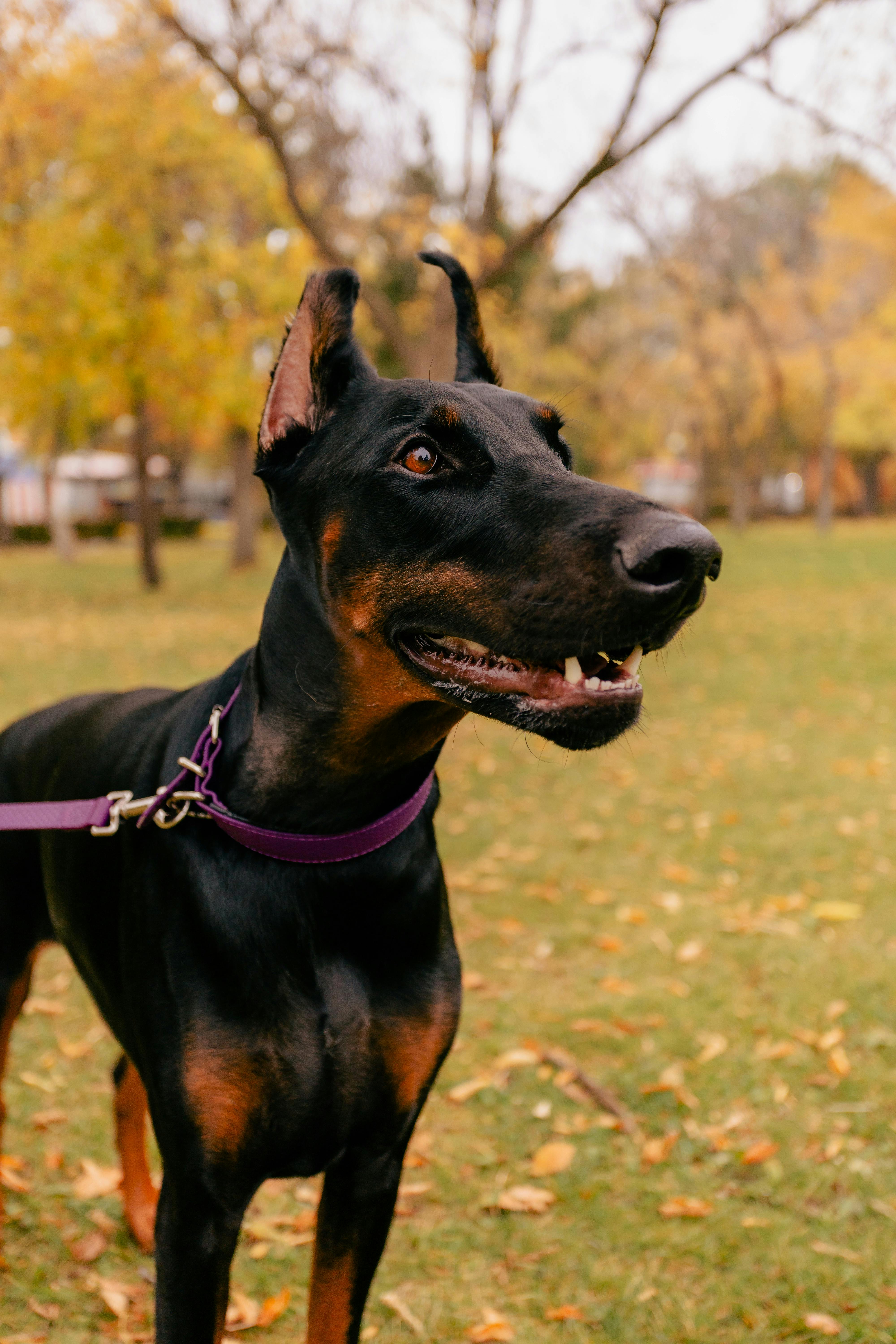 Adult Black and Tan Doberman Pinscher Closeup Photography · Free Stock ...