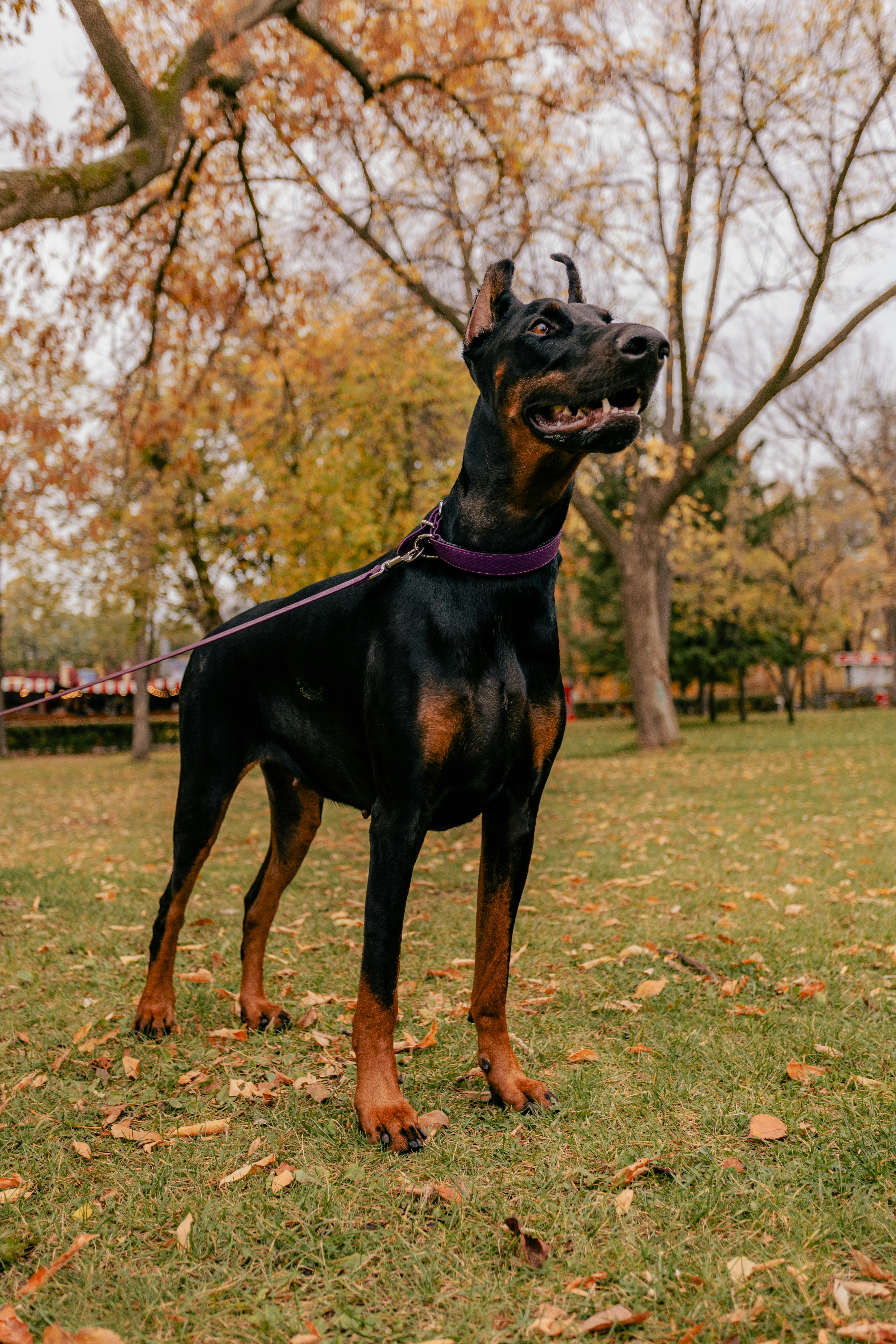 Adult Black and Tan Doberman Pinscher Closeup Photography · Free Stock ...