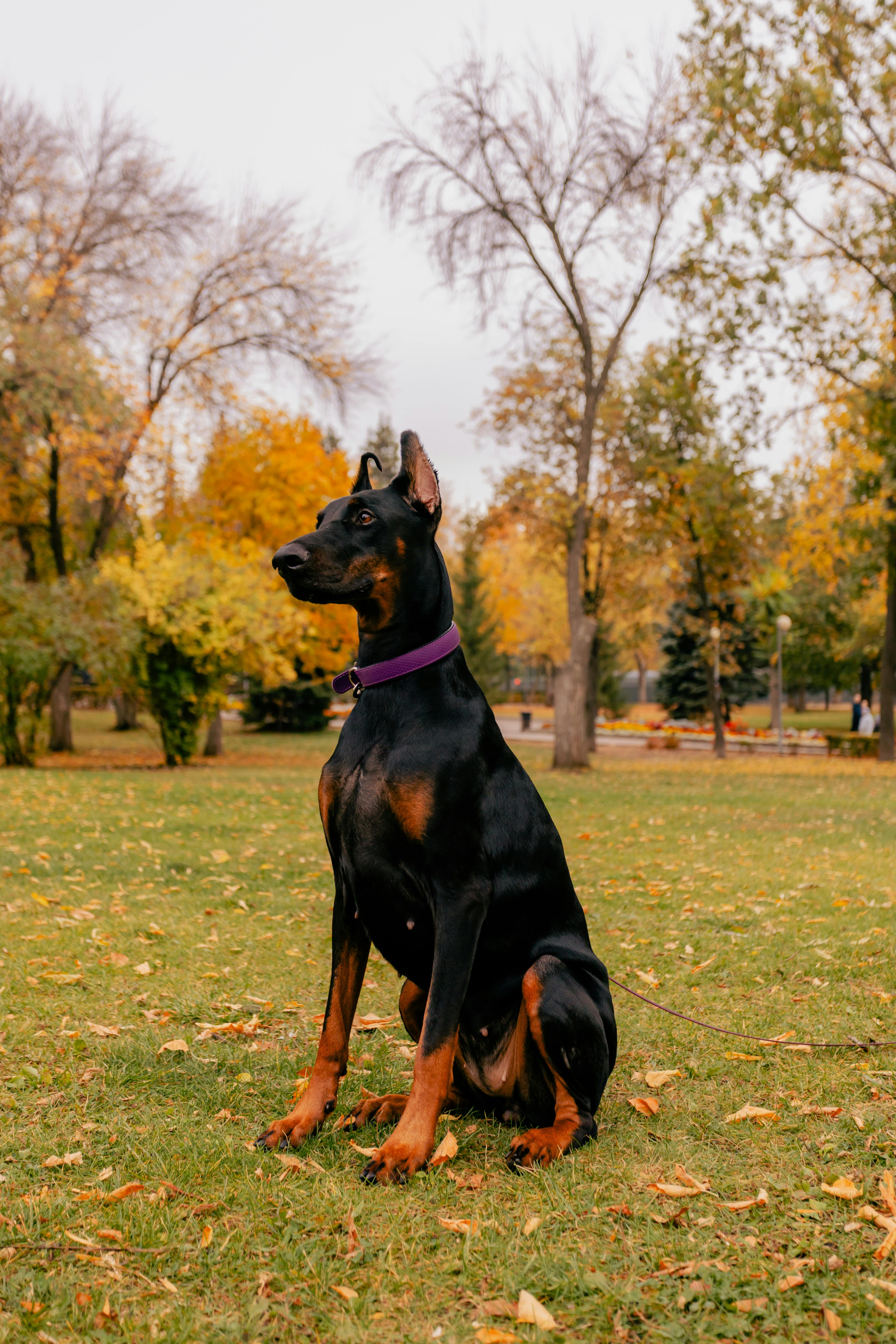 Adult Black and Tan Doberman Pinscher Closeup Photography · Free Stock ...