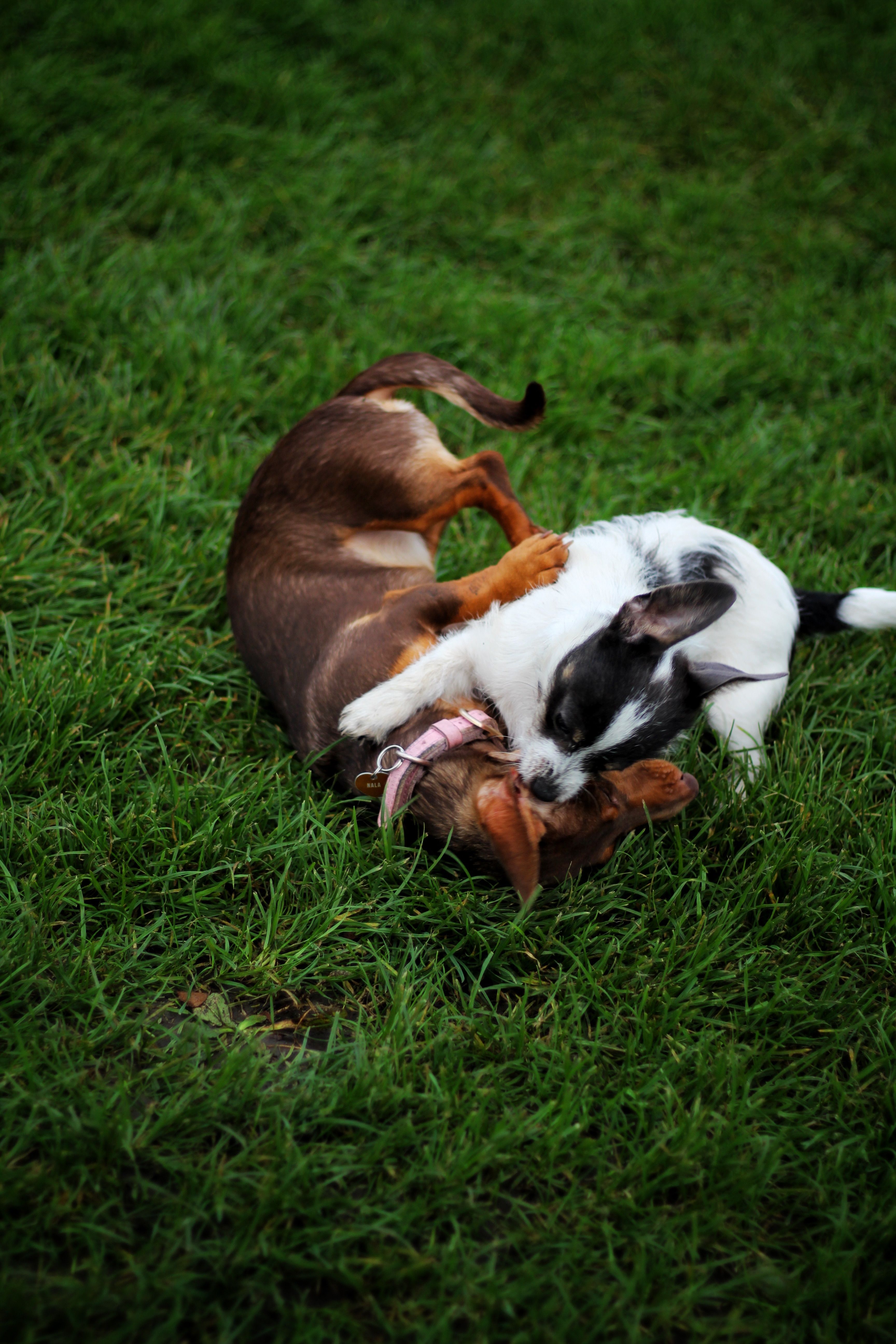 Playful Puppies Rolling in the Grass Outdoors · Free Stock Photo