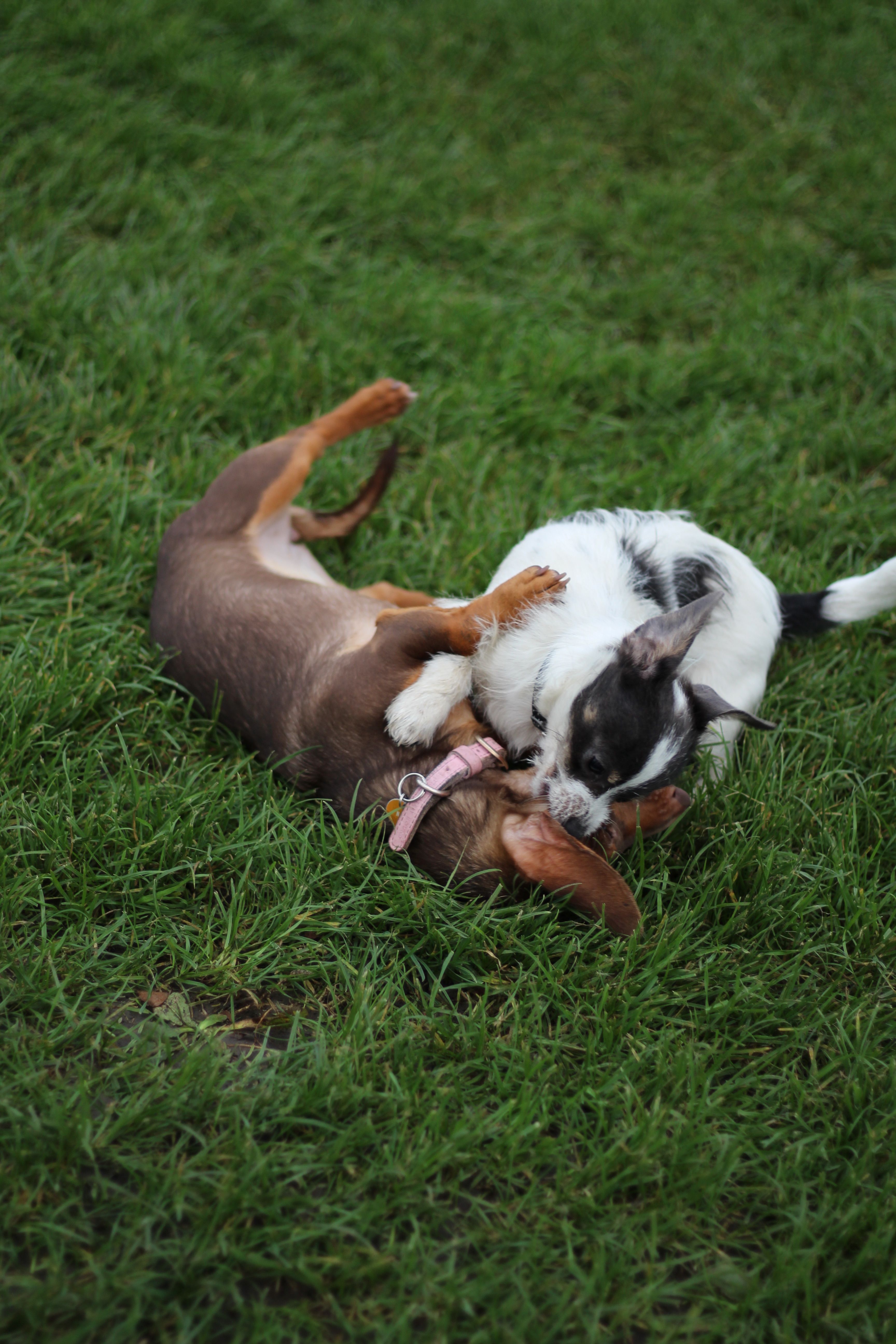 Playful Puppies Rolling on Green Grass · Free Stock Photo