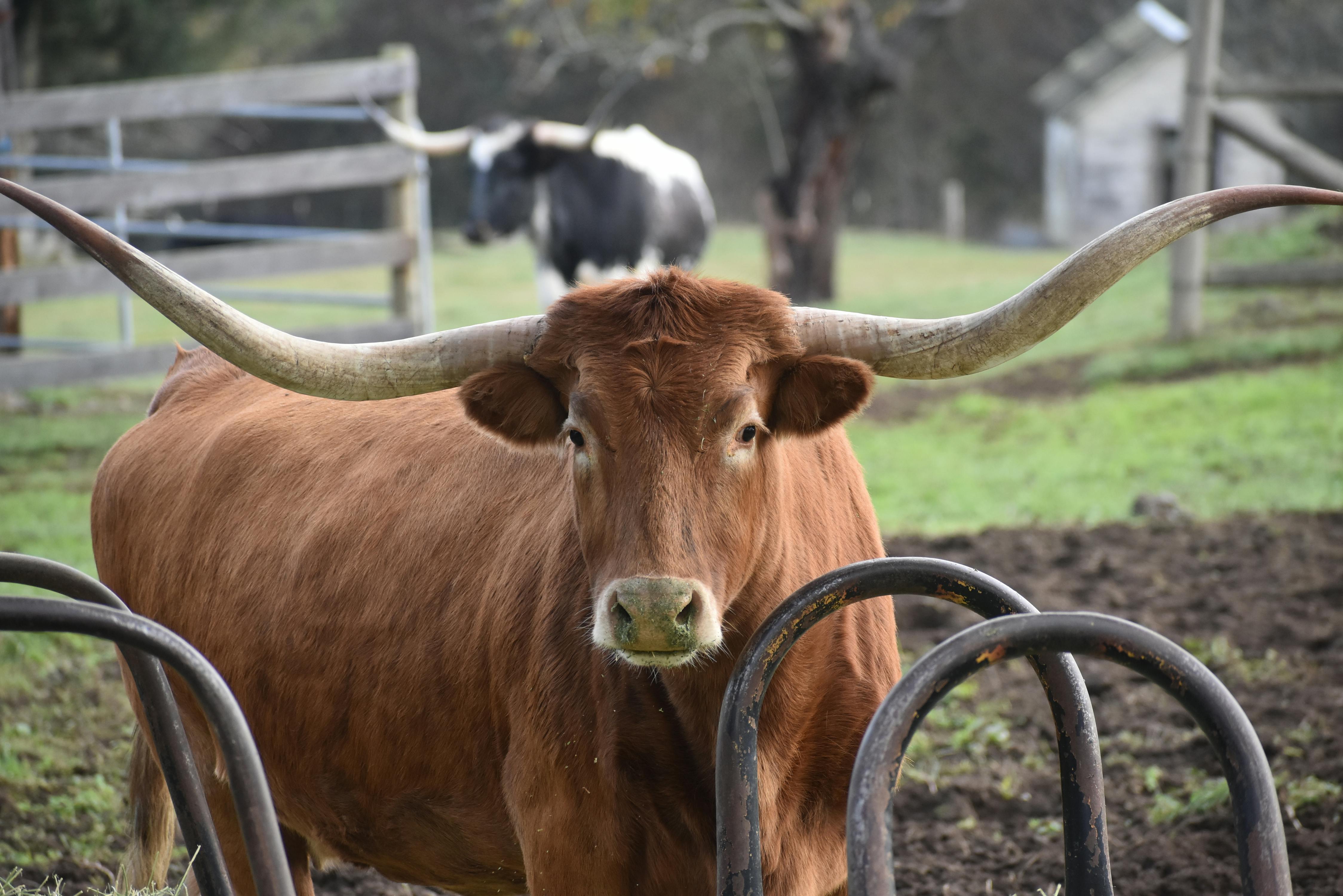 Majestuoso Toro De Cuernos Largos En Un Entorno Pastoral · Foto de ...