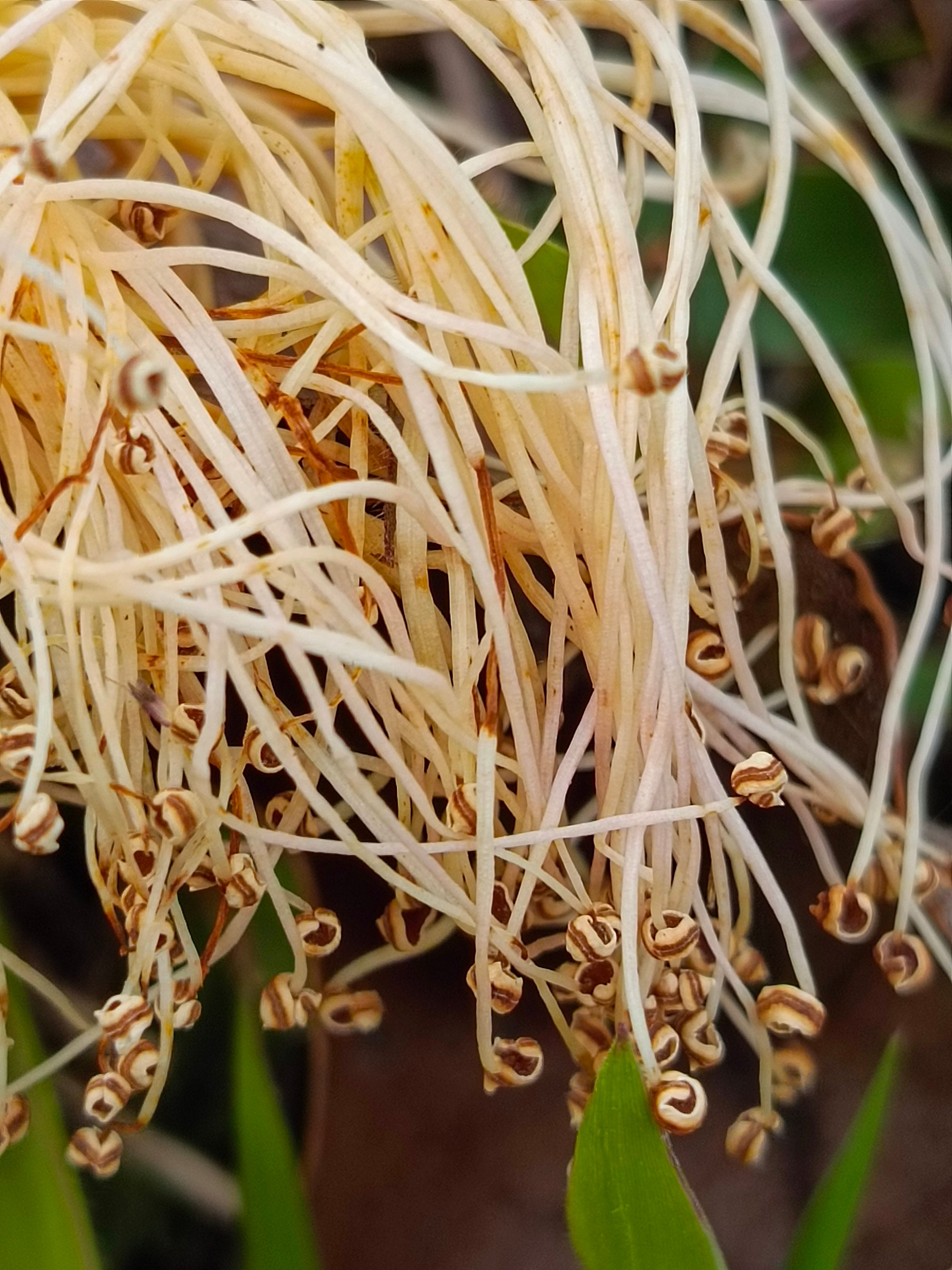 Close-Up of Intricate Organic Plant Fibers · Free Stock Photo