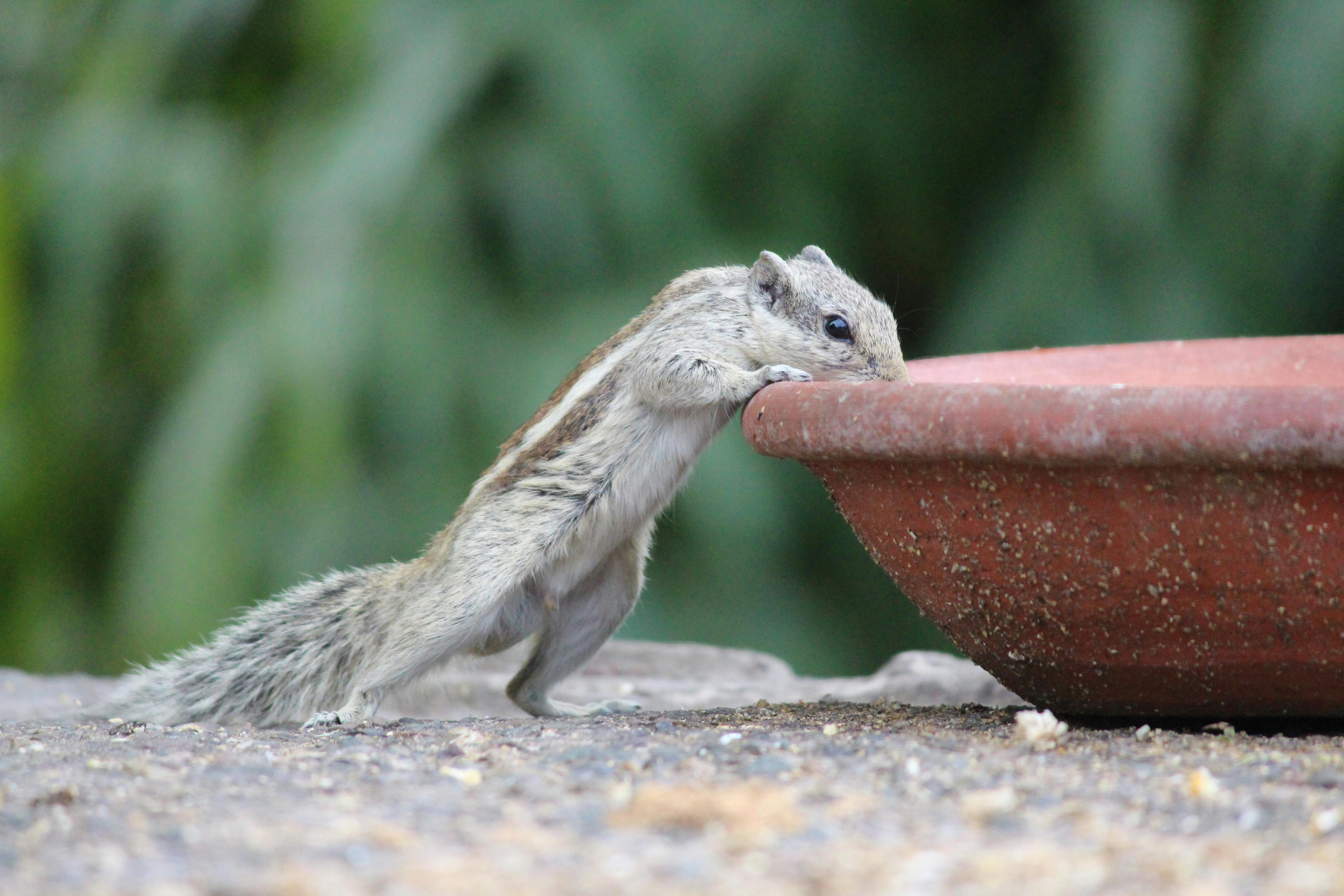Squirrel Drinking Water in Natural Setting · Free Stock Photo