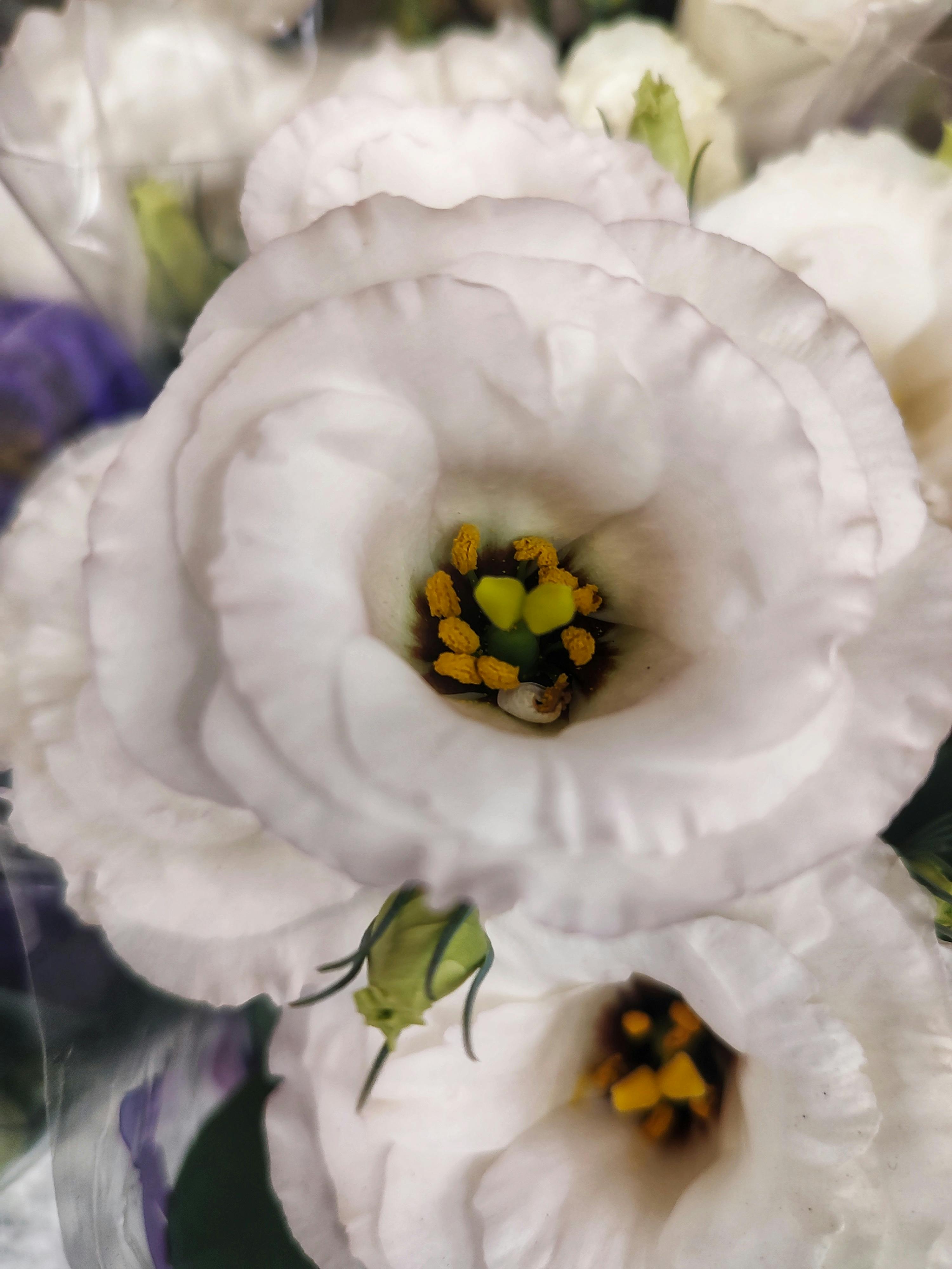 Close-up of White Lisianthus Flower Bloom · Free Stock Photo