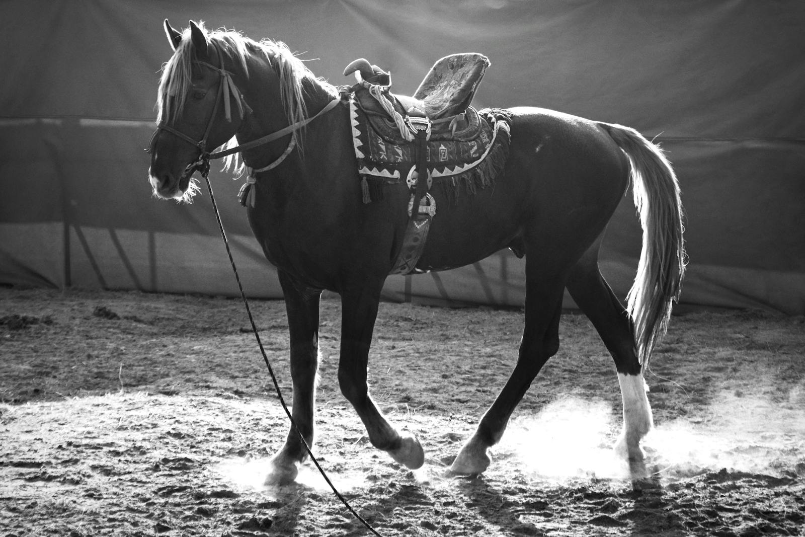 Horse Barrel Race Black And White Photos Photos, Download The BEST Free ...