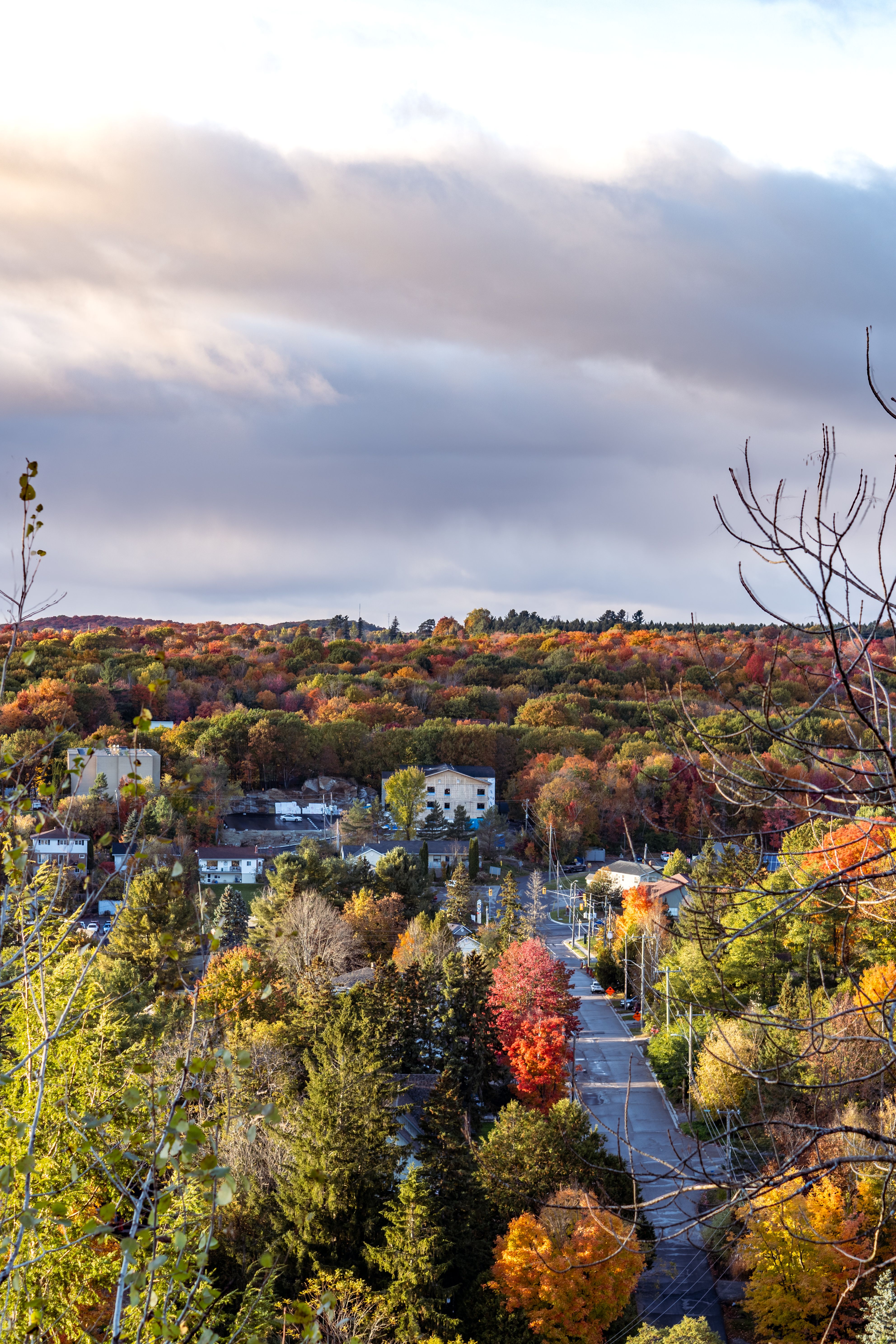 Vibrant Fall Foliage in Ontario Town · Free Stock Photo
