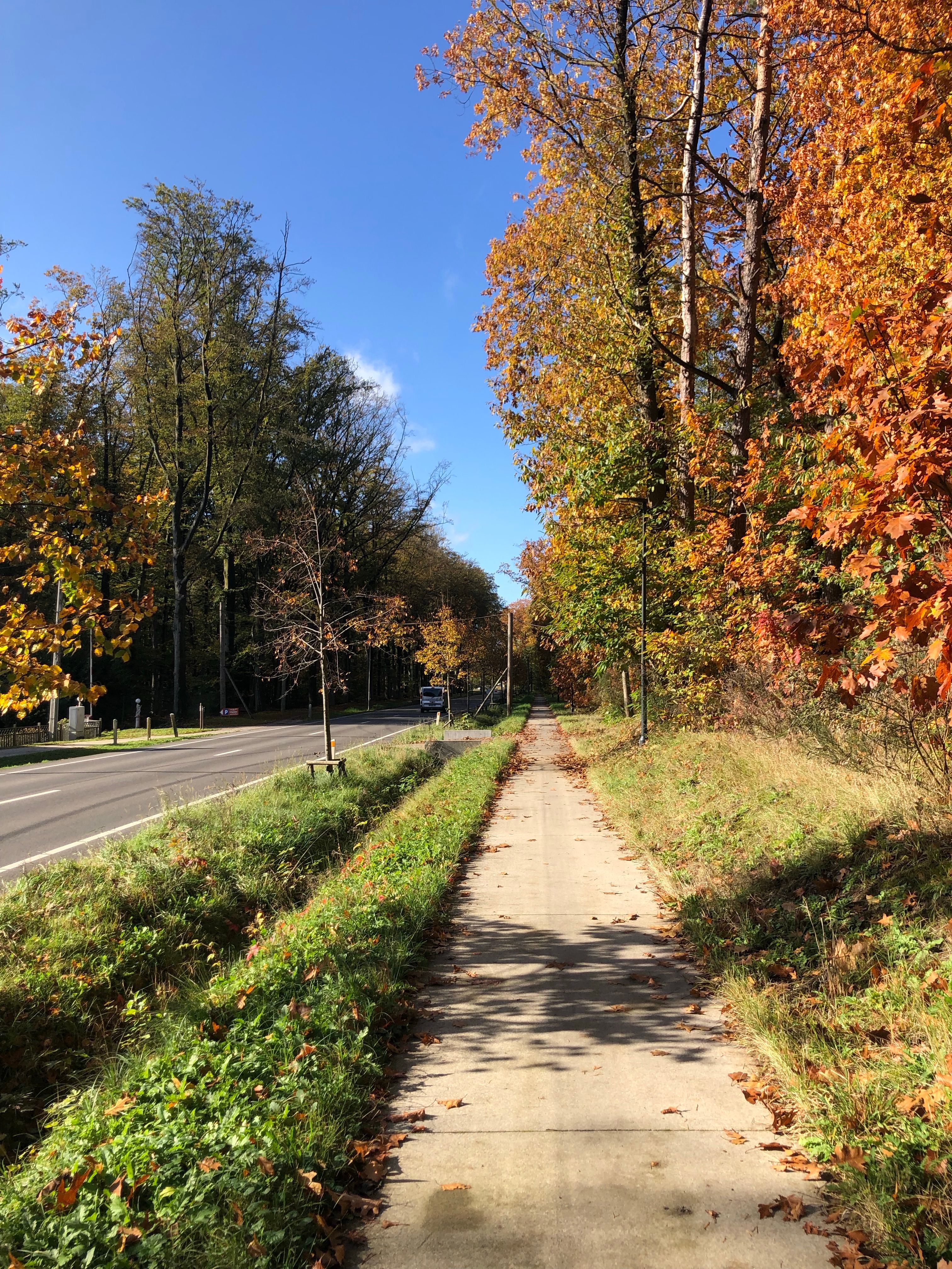 Scenic Autumn Pathway in Belgian Countryside · Free Stock Photo
