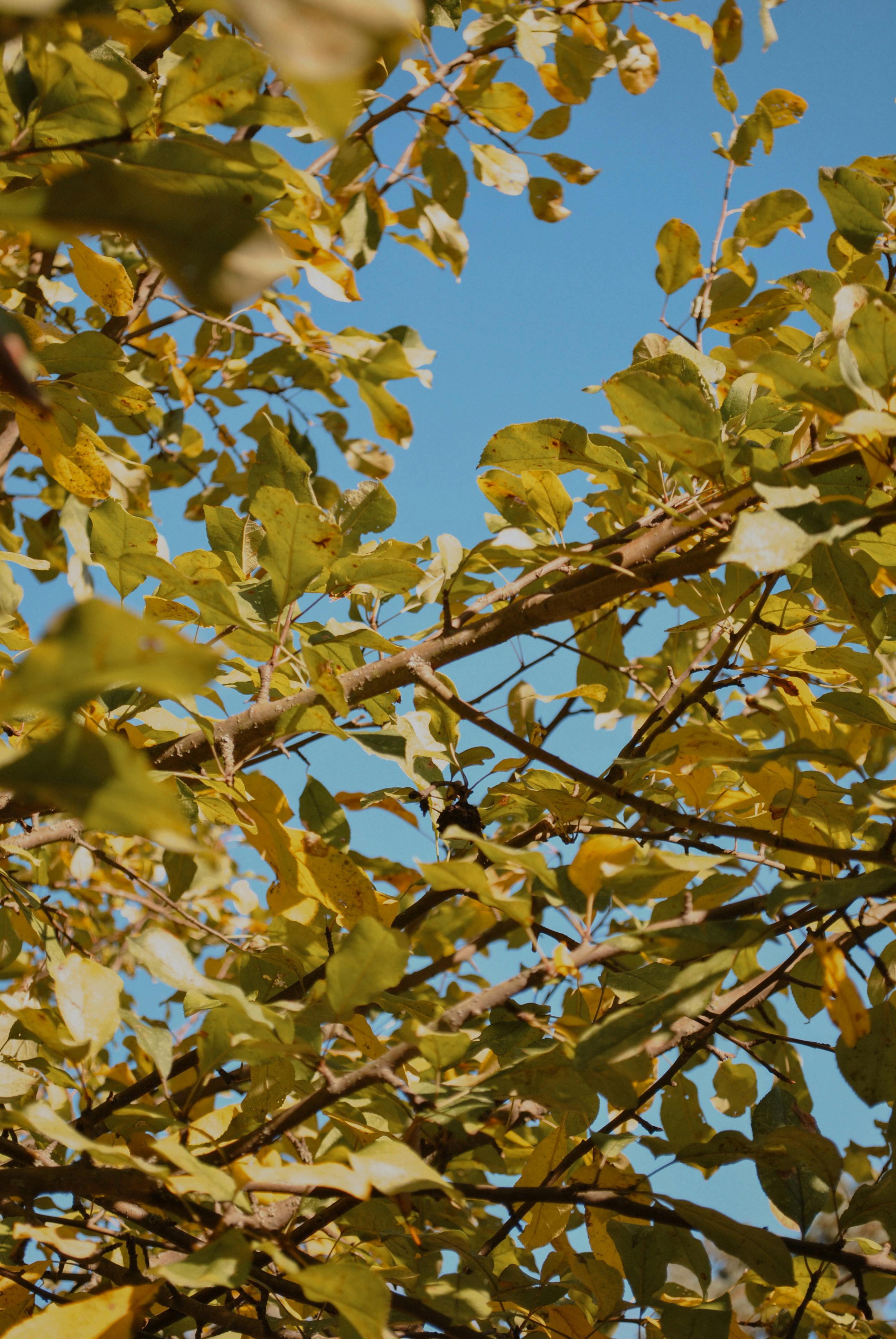 Close-up of Sunlit Tree Branches with Leaves · Free Stock Photo