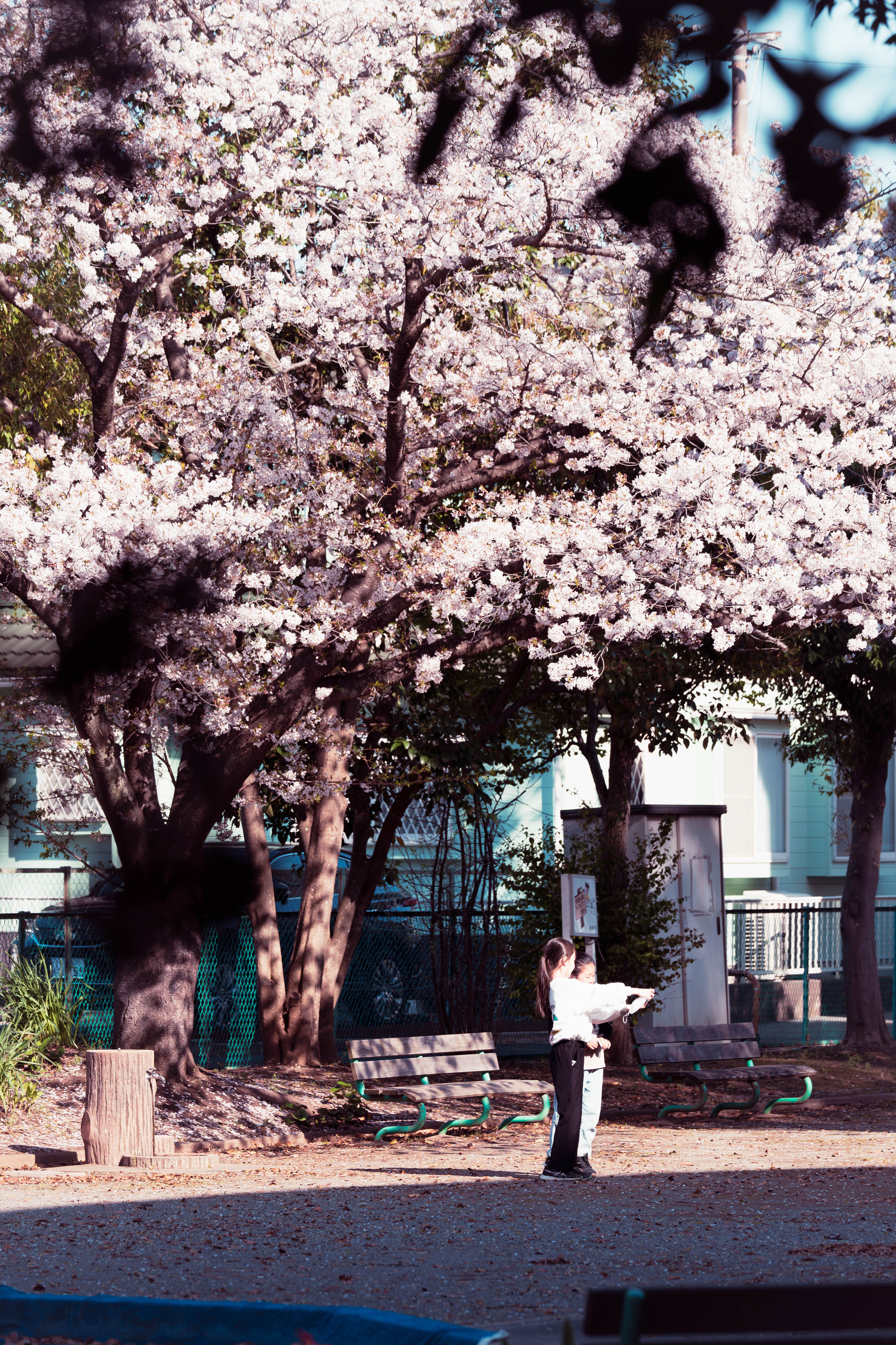 Cherry Blossom Trees in Springtime Park Setting · Free Stock Photo