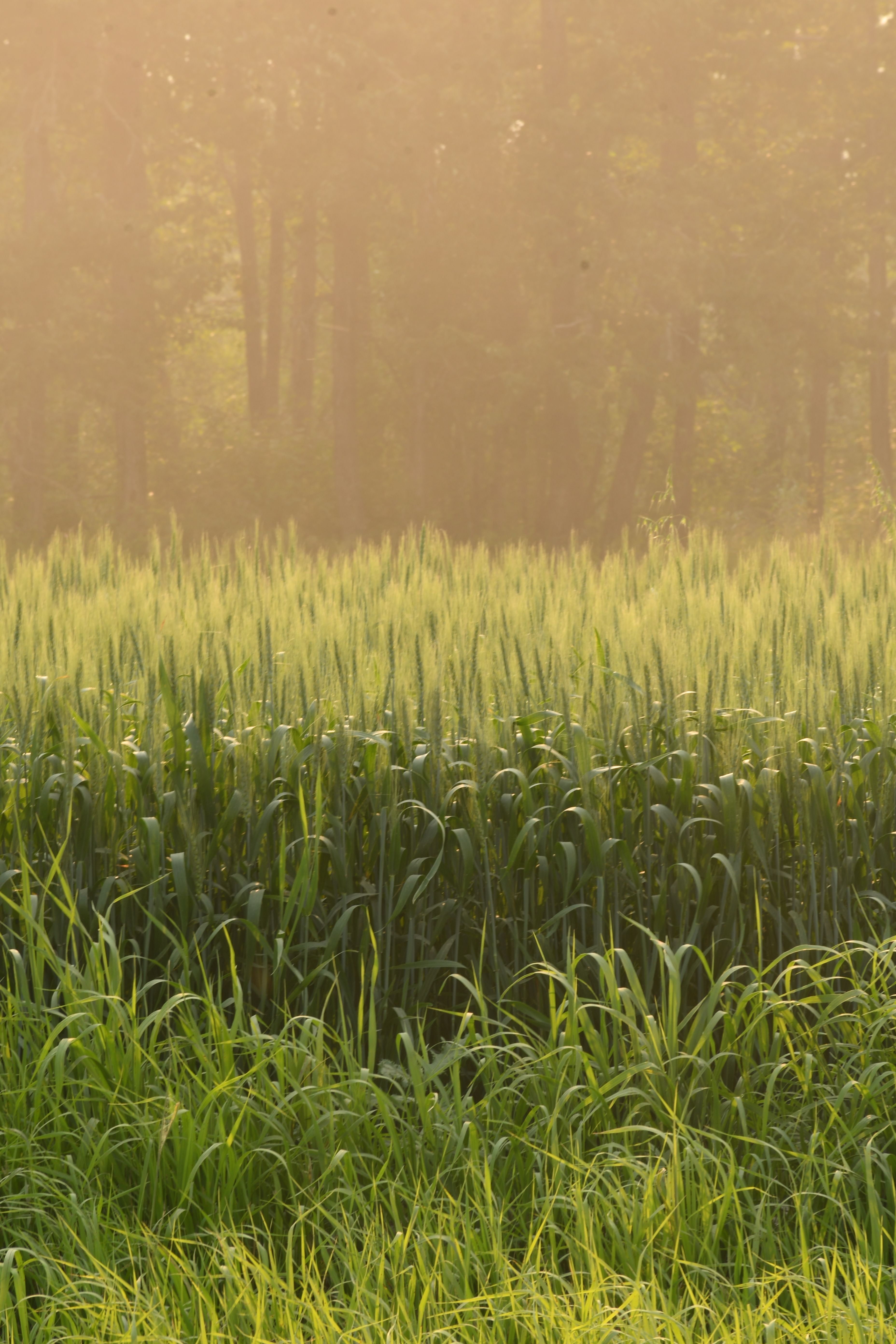 Serene Wheat Field at Sunrise in Saskatchewan · Free Stock Photo