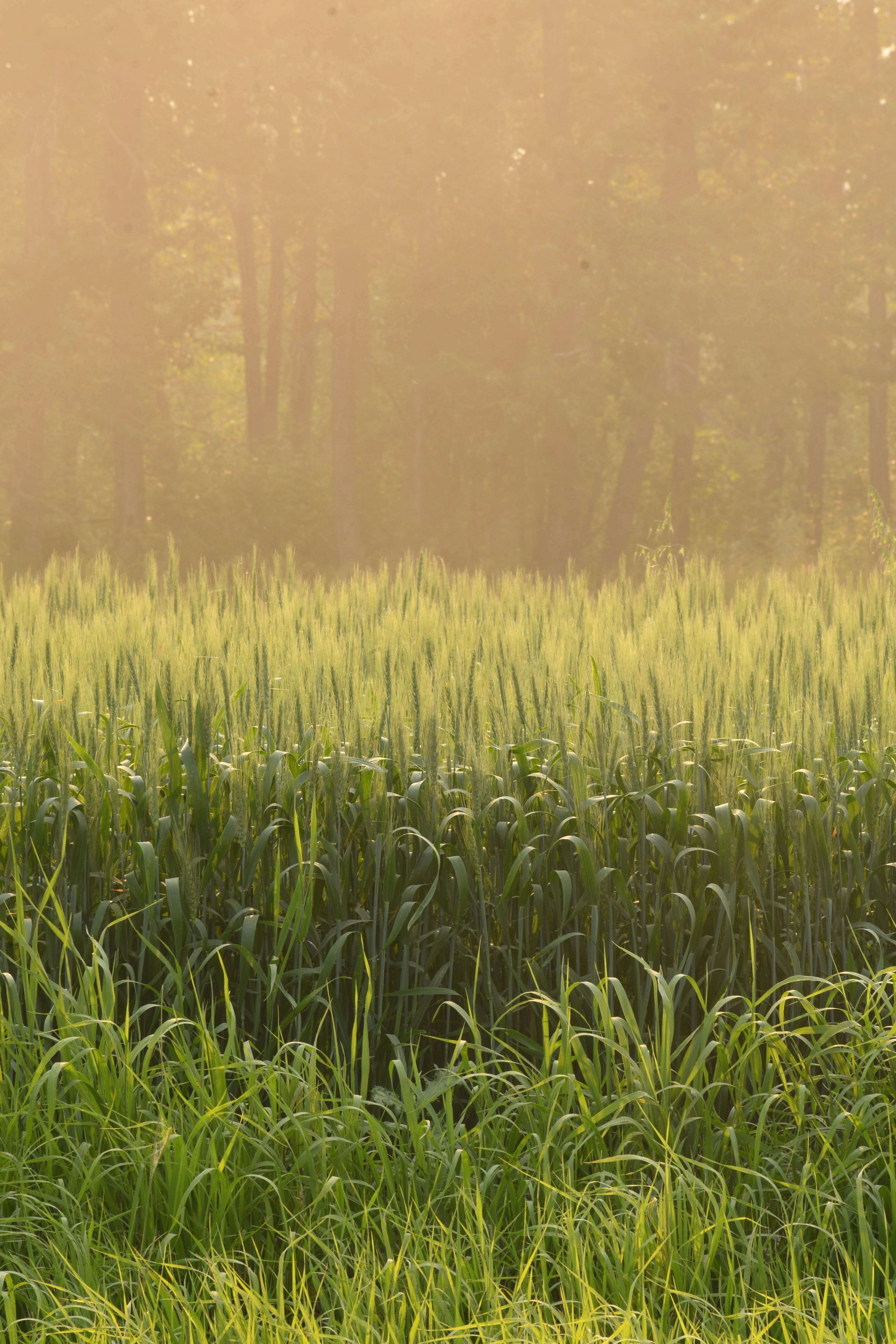 Lush Green Field in Saskatchewan at Sunrise · Free Stock Photo