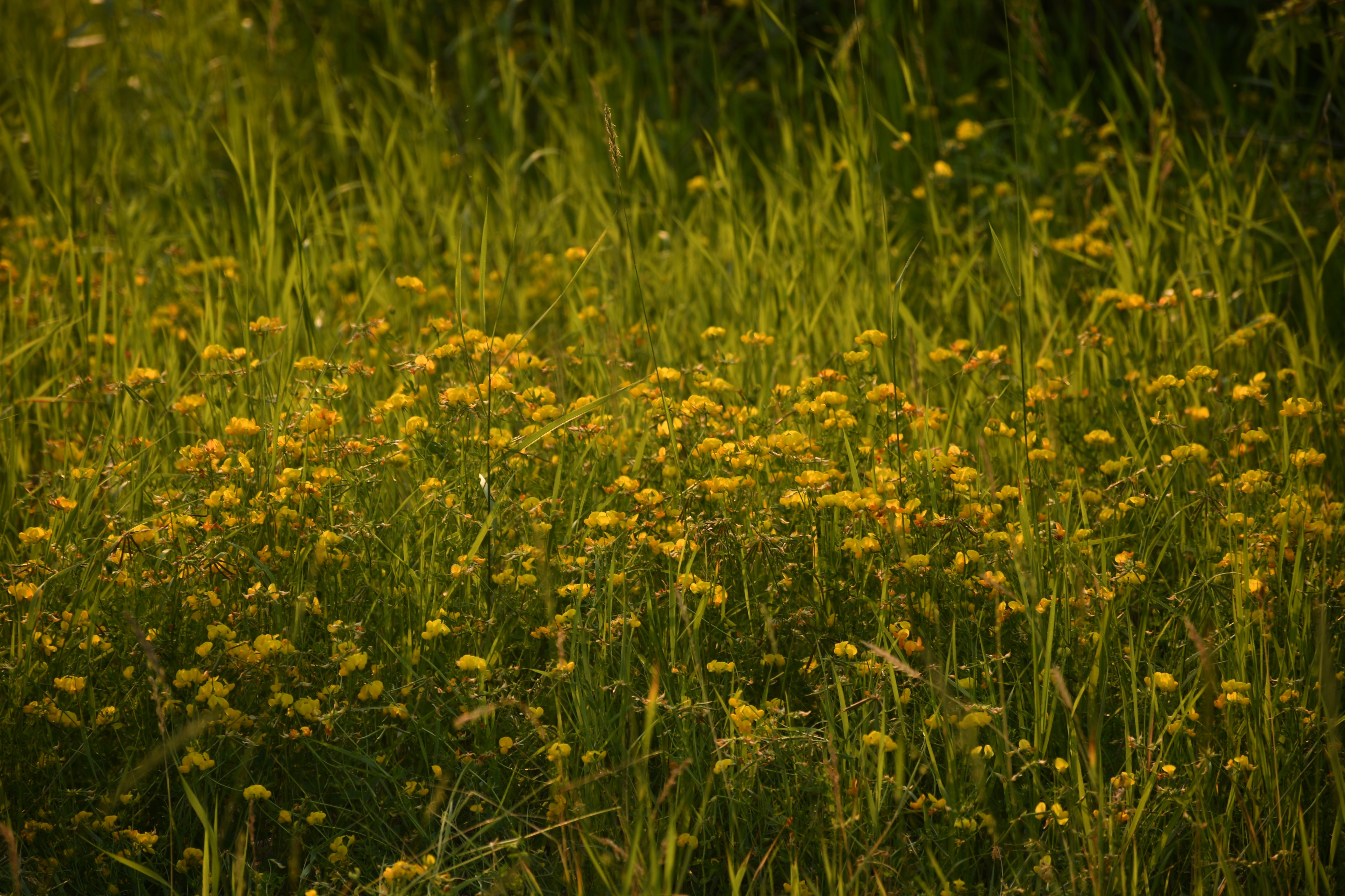 Lush Green Meadow with Yellow Wildflowers in Spring · Free Stock Photo