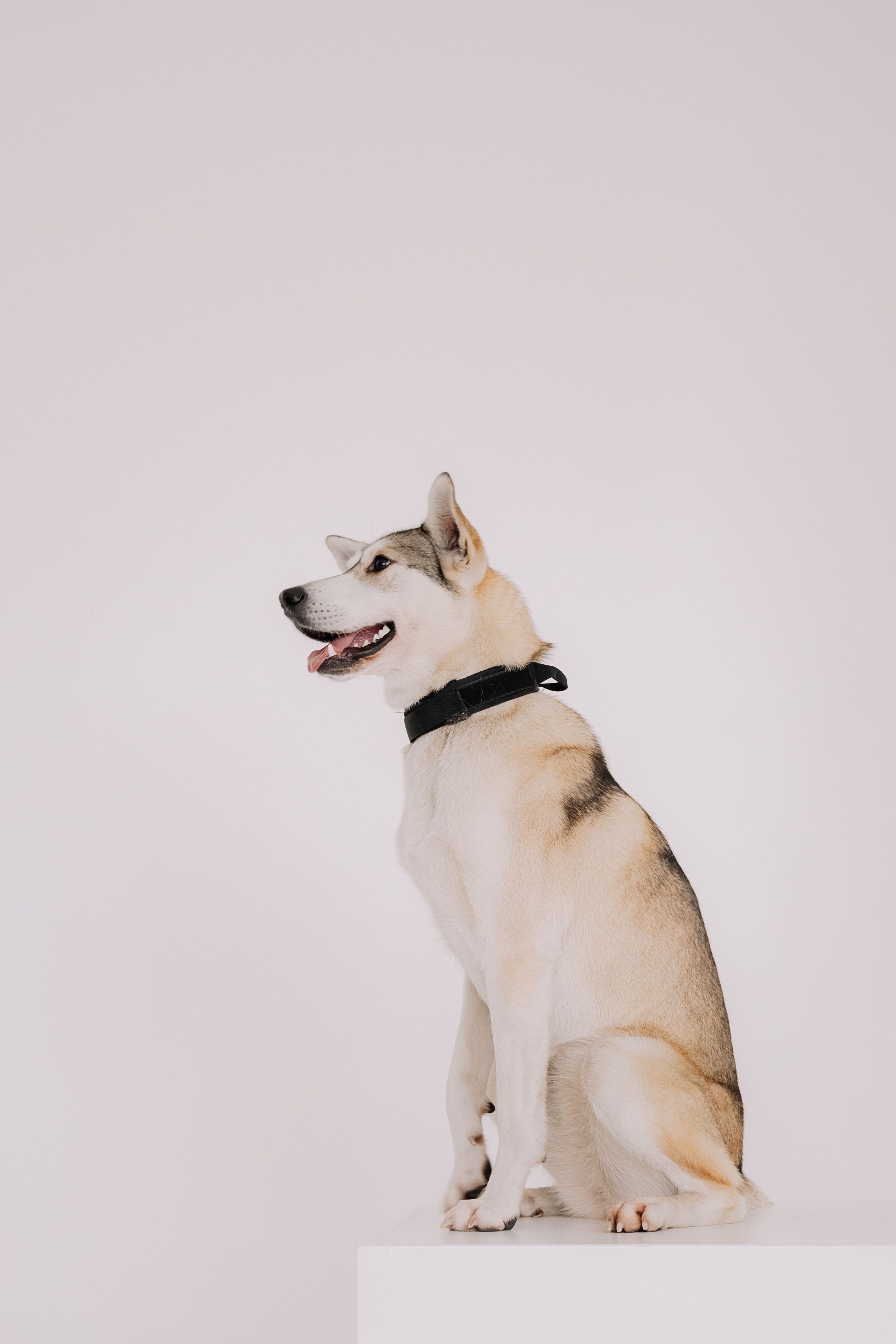Profile Portrait of a Siberian Husky · Free Stock Photo