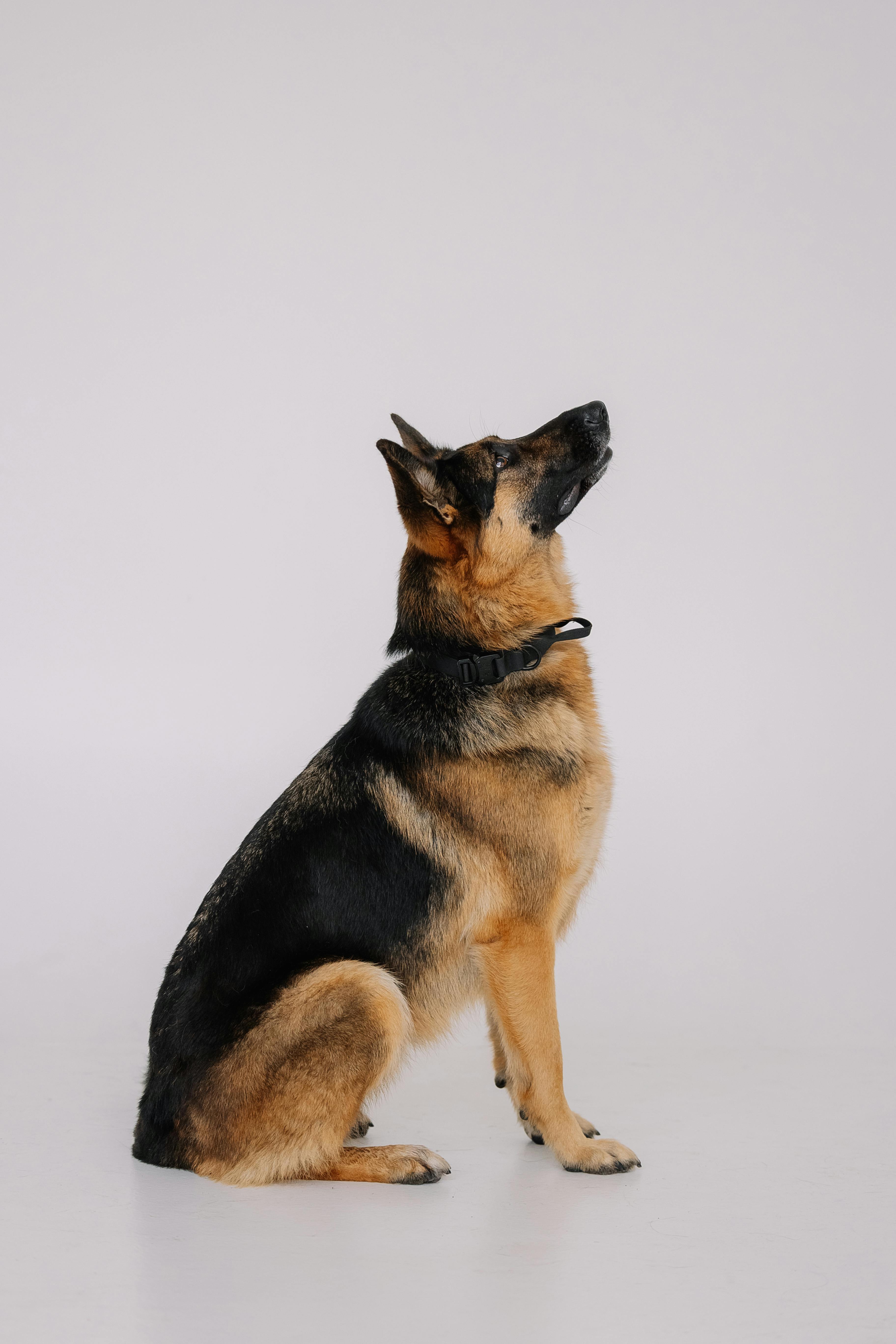 Hebrew Shepherd Photos, Download The BEST Free Hebrew Shepherd Stock ...